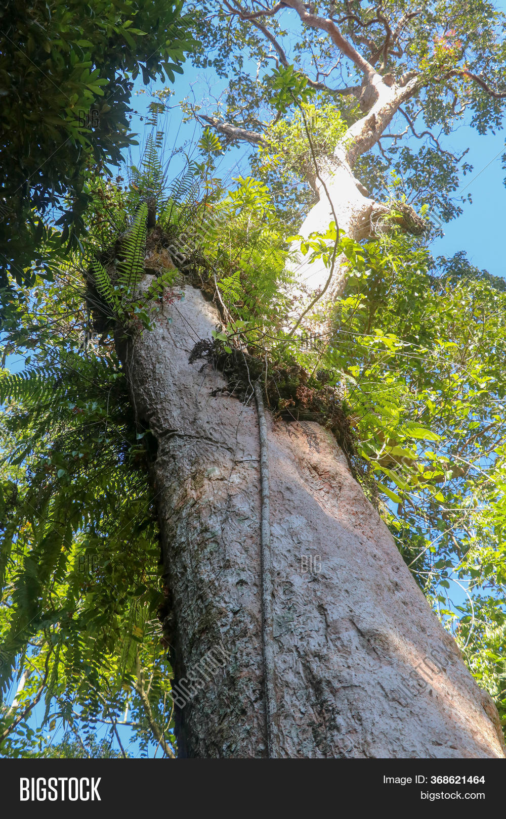 Huge Tropical Tree Image & Photo (Free Trial) | Bigstock