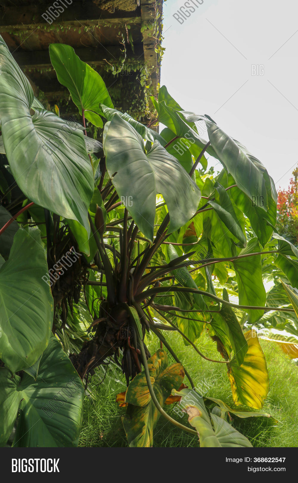 Tropical Anthurium Image & Photo (Free Trial) | Bigstock