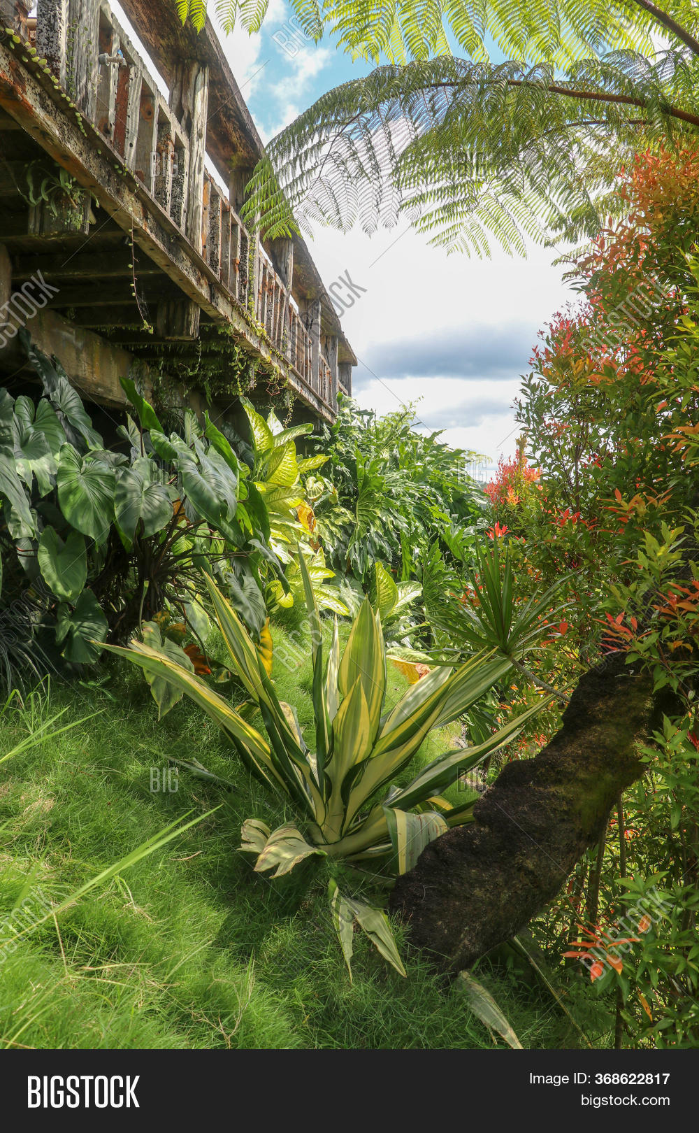 Tropical Garden On Image & Photo (Free Trial) | Bigstock