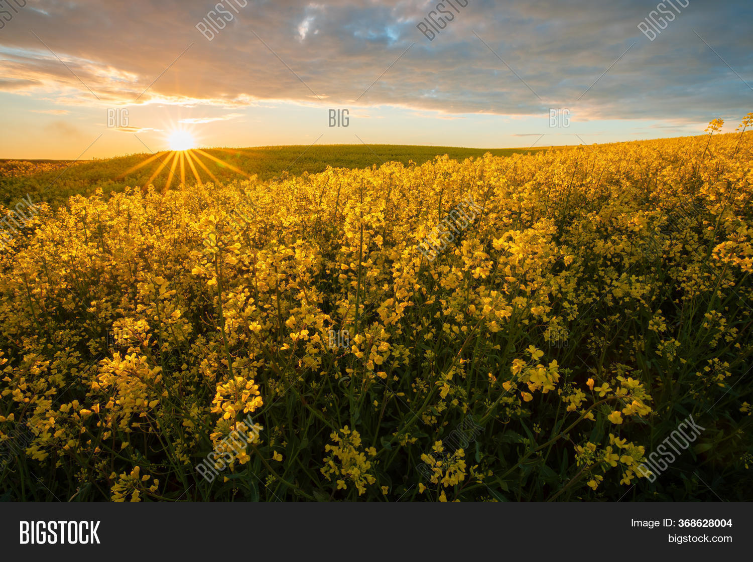 Rapeseed Field Sunset Image & Photo (Free Trial) | Bigstock