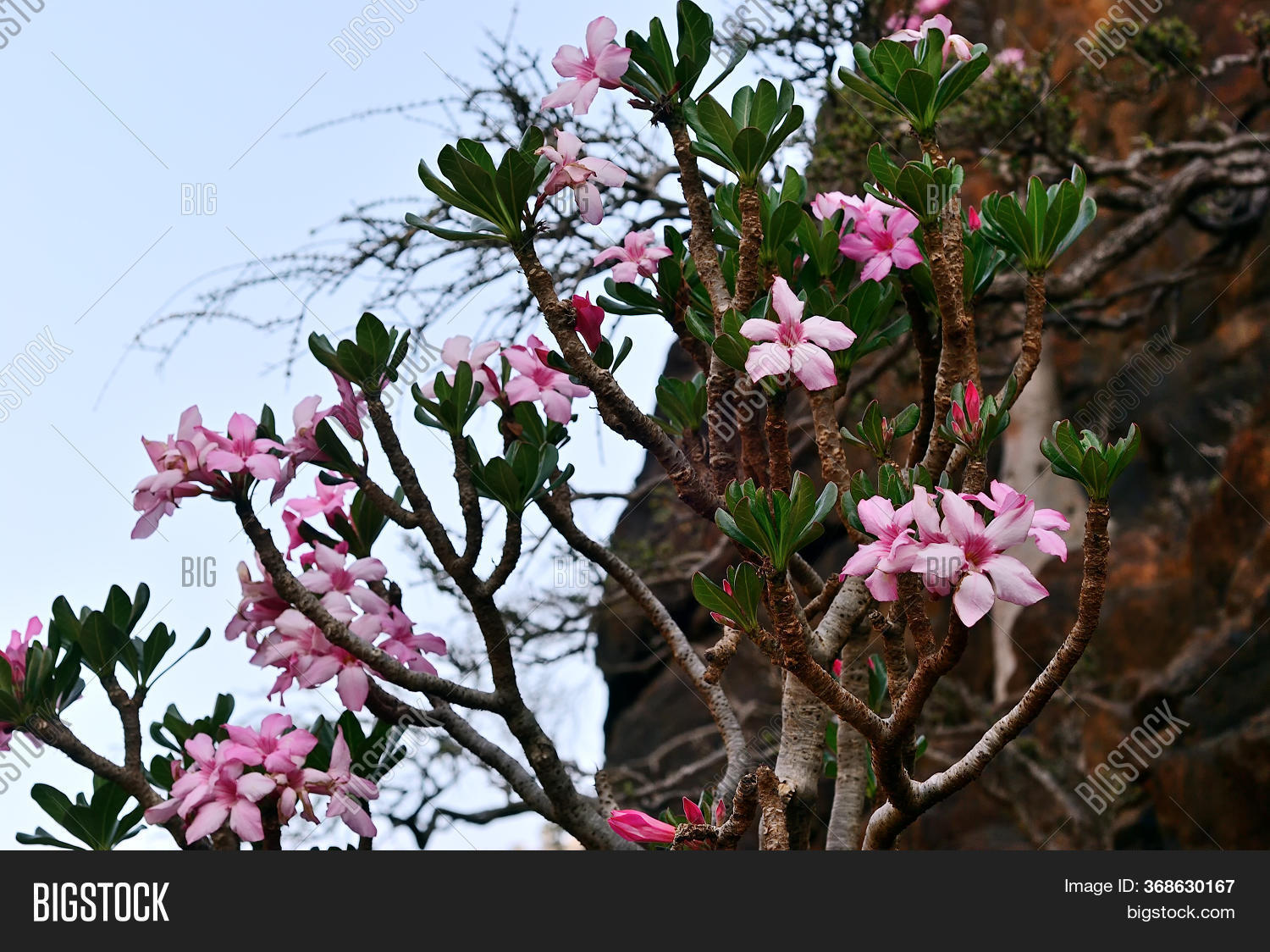 Flowering Bottle Tree Image & Photo (Free Trial) | Bigstock