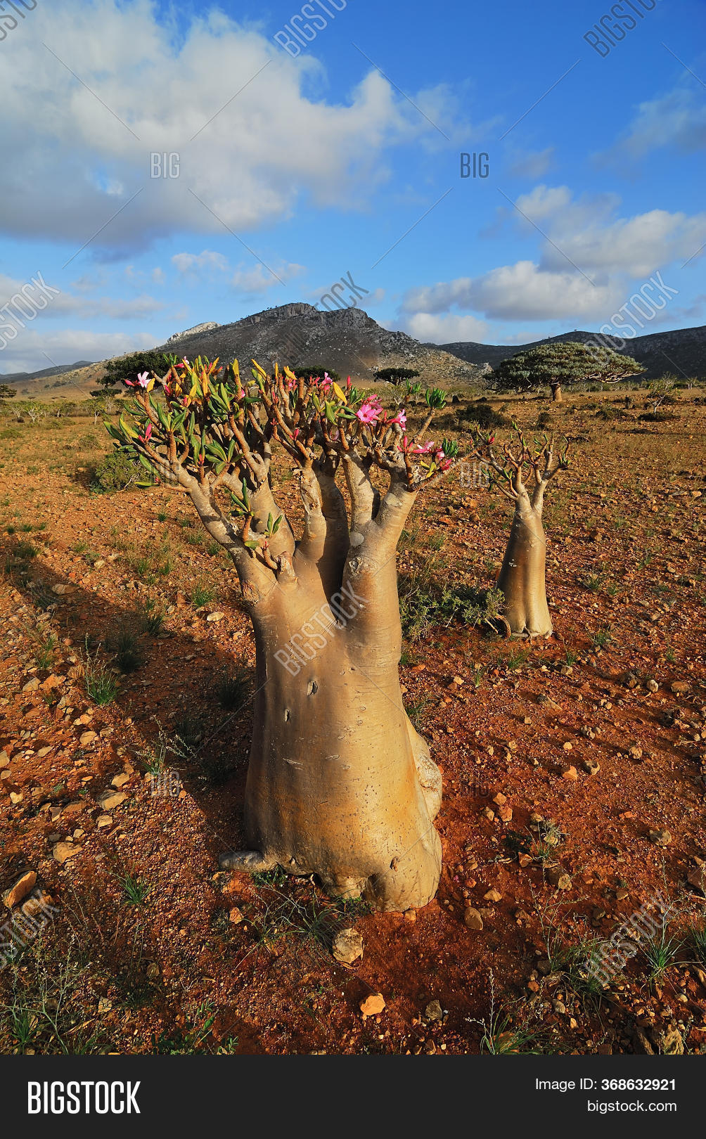 Flowering Bottle Tree Image & Photo (Free Trial) | Bigstock