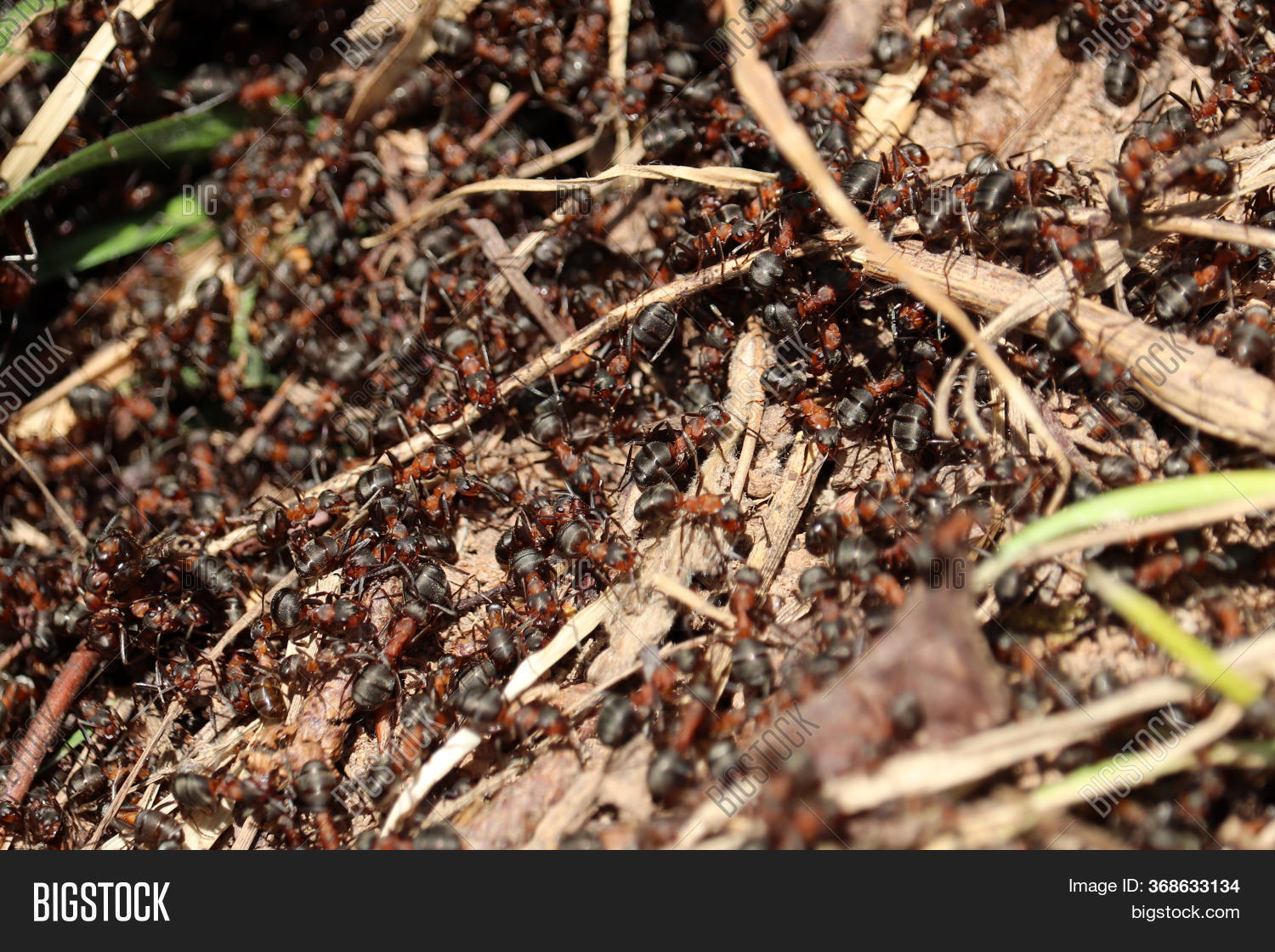 Forest Red Ants Image & Photo (Free Trial) | Bigstock