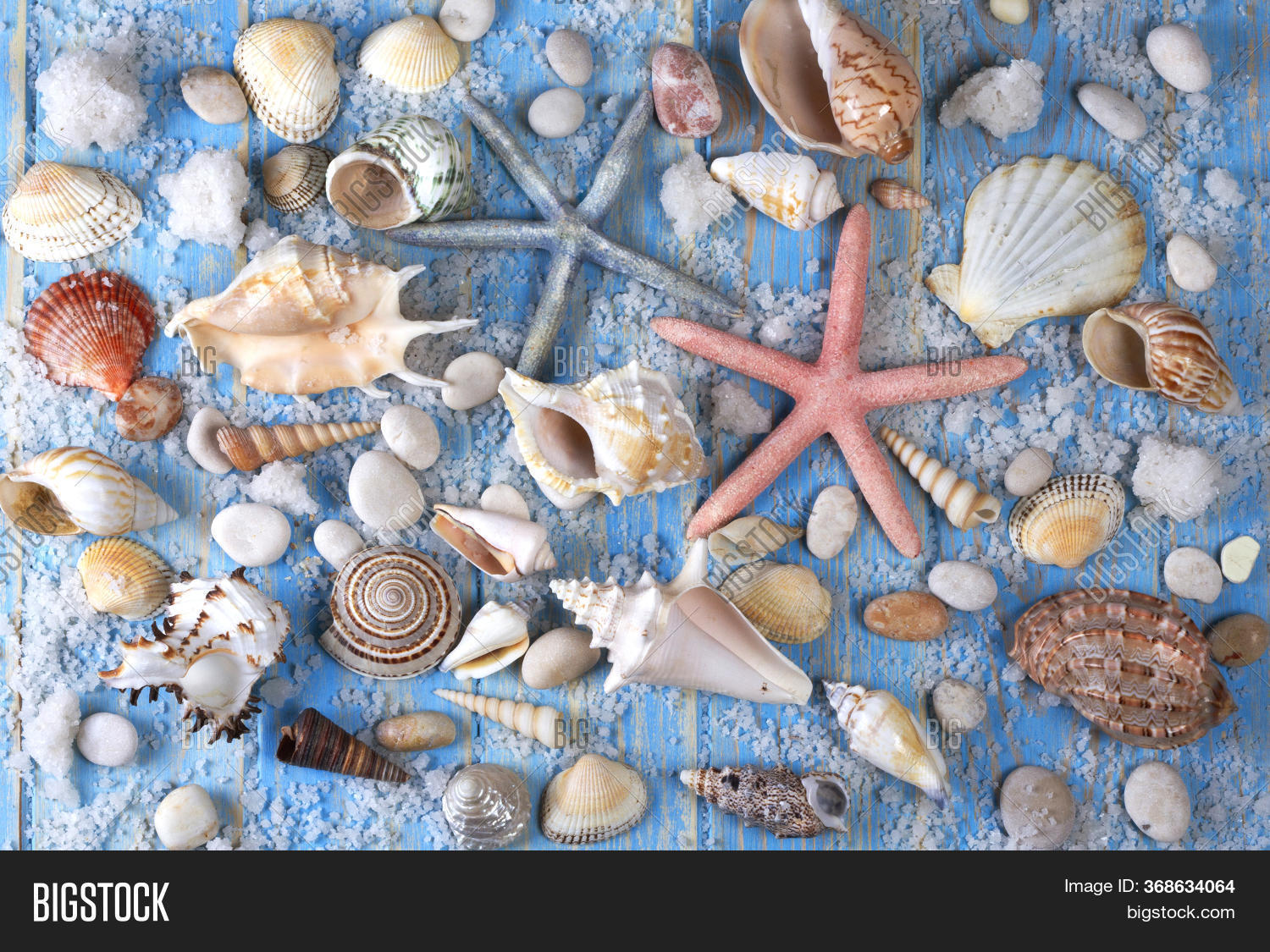 Background Seashells Image & Photo (Free Trial) | Bigstock