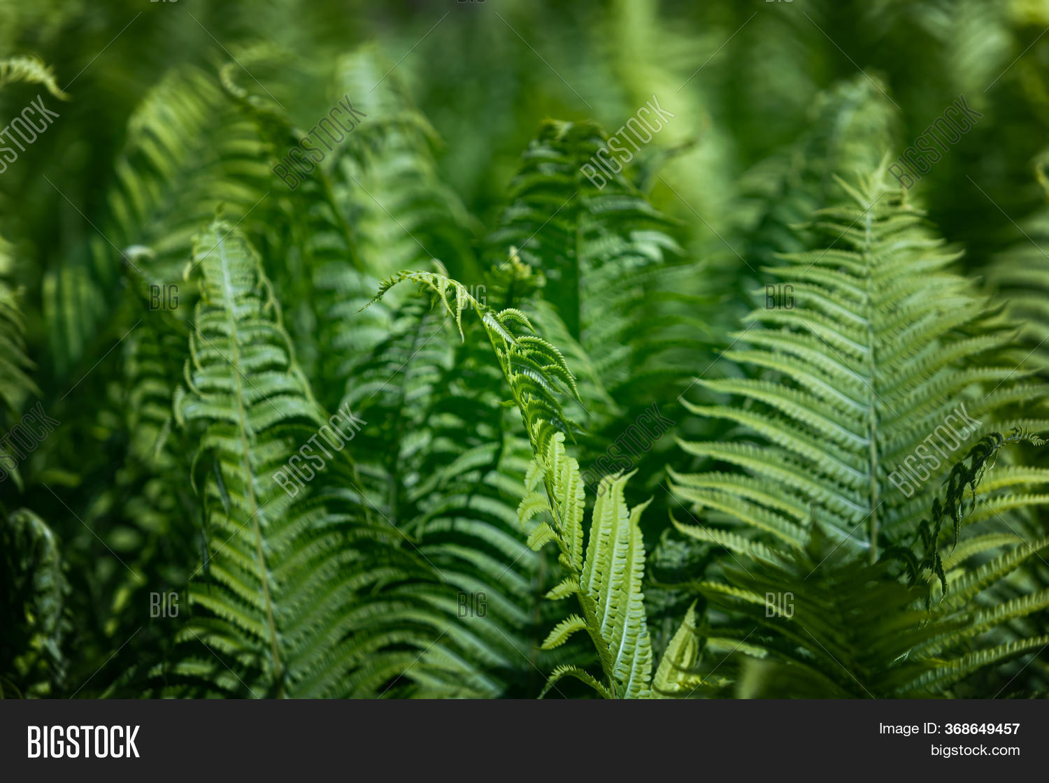 Natural Floral Fern Image & Photo (Free Trial) | Bigstock