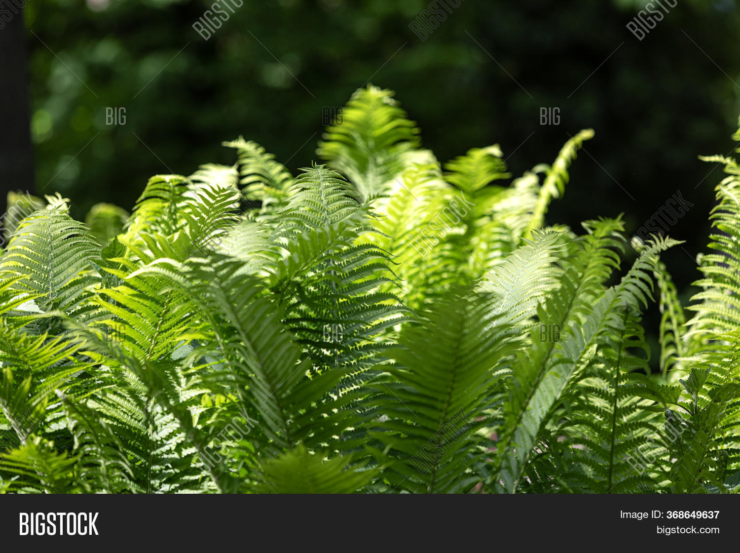 Natural Floral Fern Image & Photo (Free Trial) | Bigstock