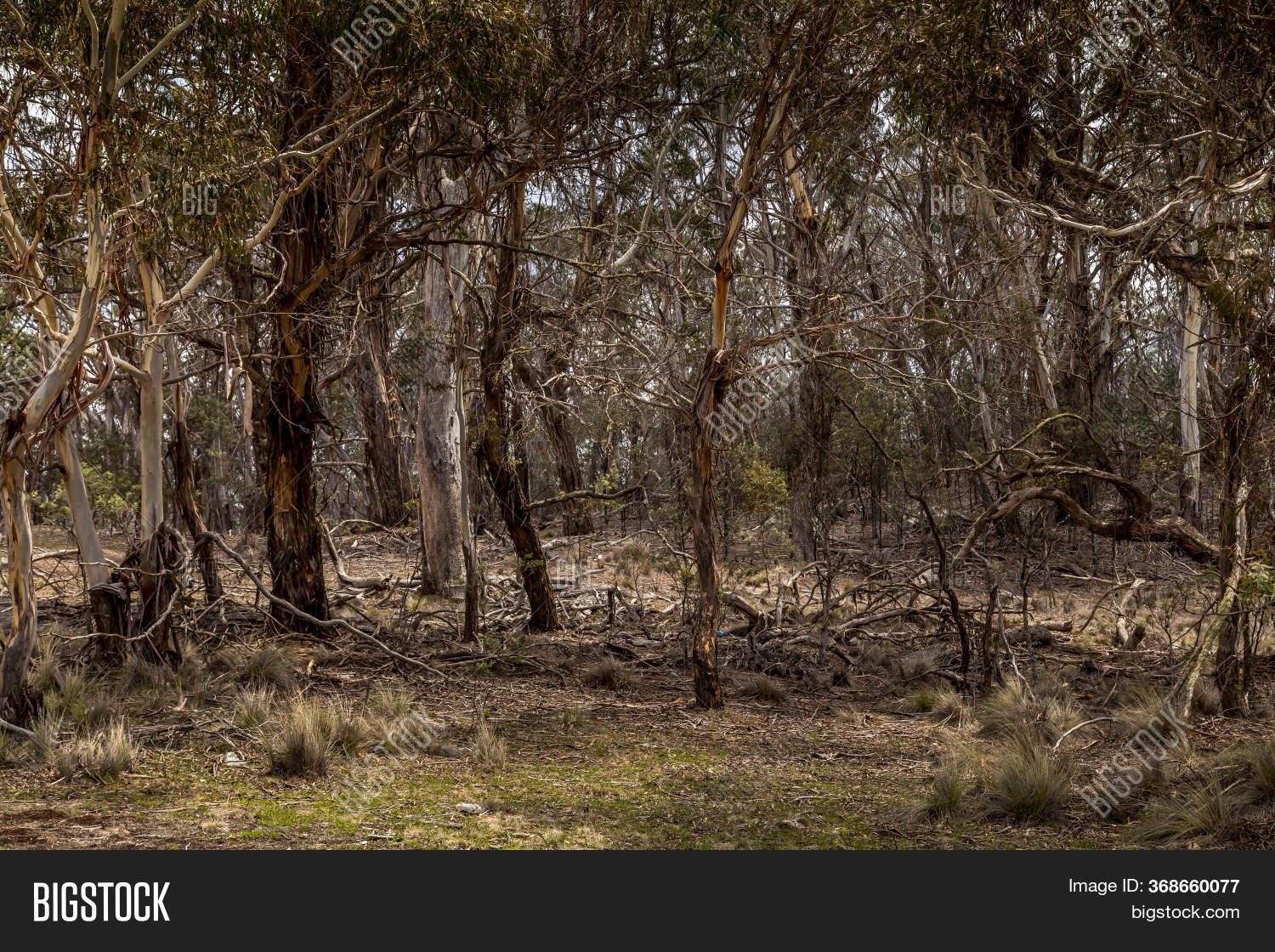 Forest Beautiful Old Image & Photo (Free Trial) | Bigstock