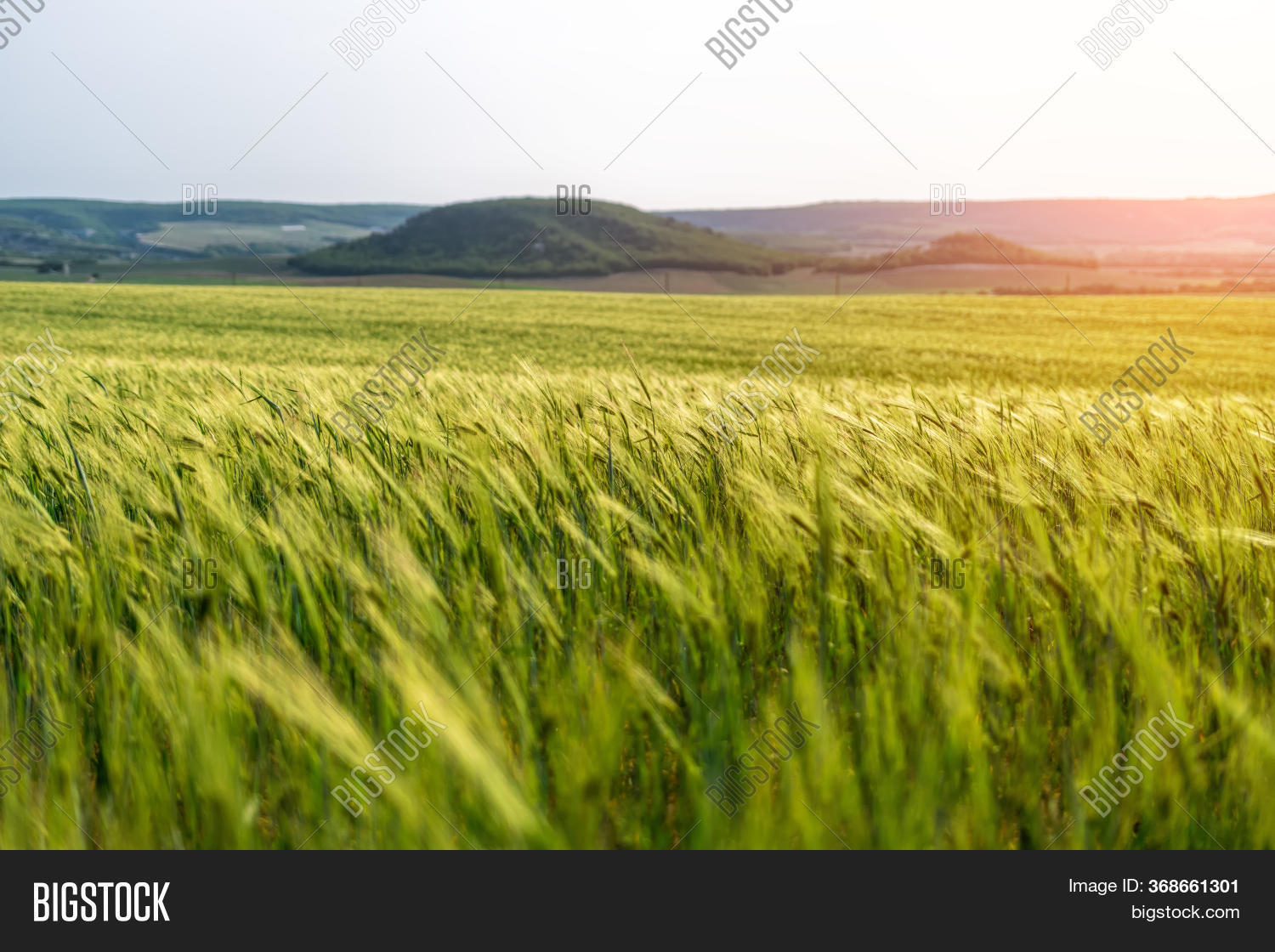 Green Wheat Field Image & Photo (Free Trial) | Bigstock