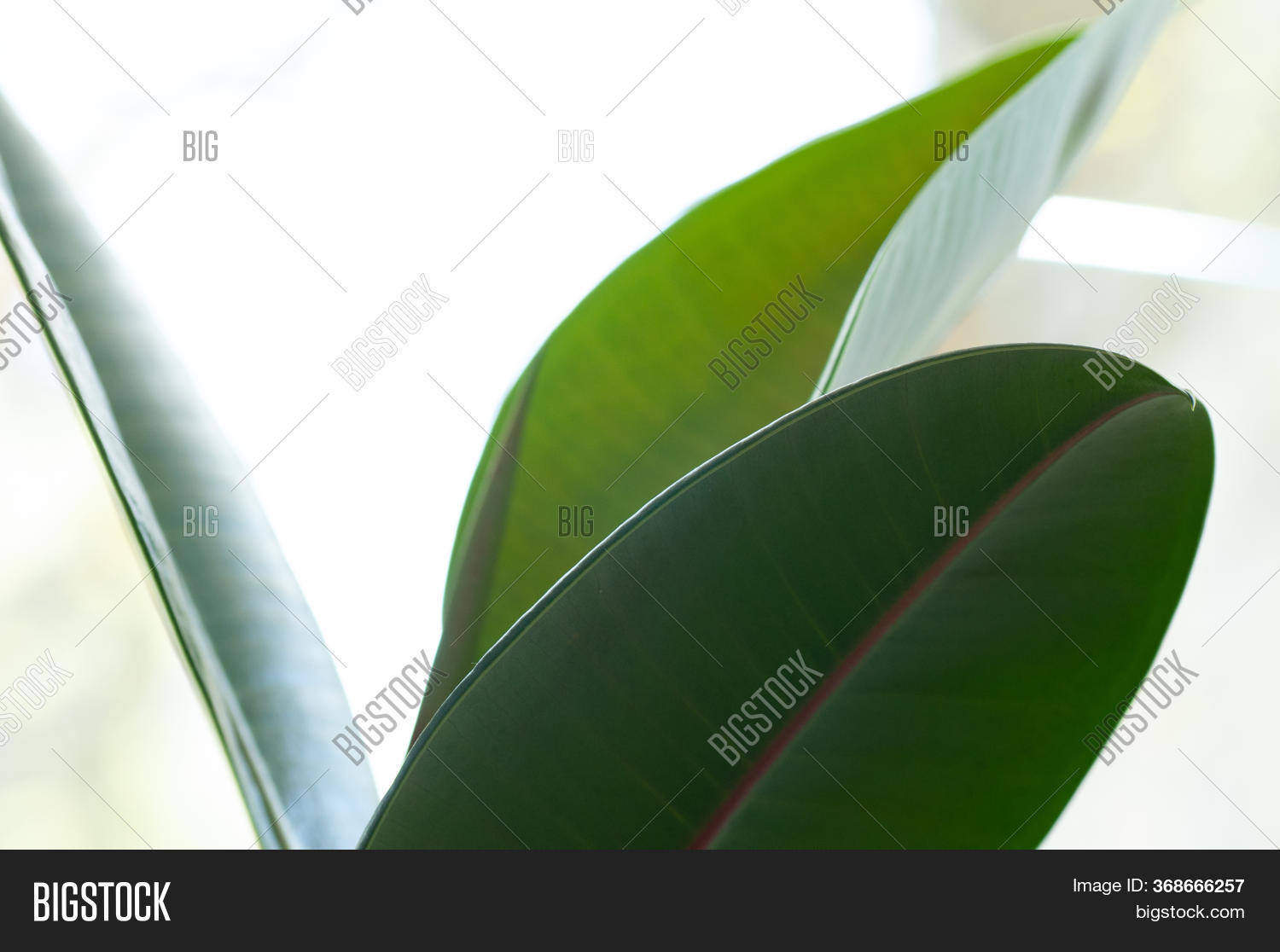 Rubber Figs Big Smooth Image & Photo (Free Trial) | Bigstock