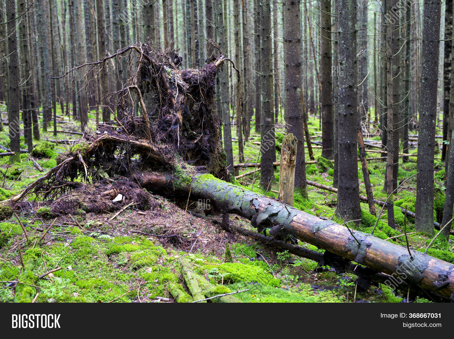Trunk Fallen Tree Image & Photo (Free Trial) | Bigstock
