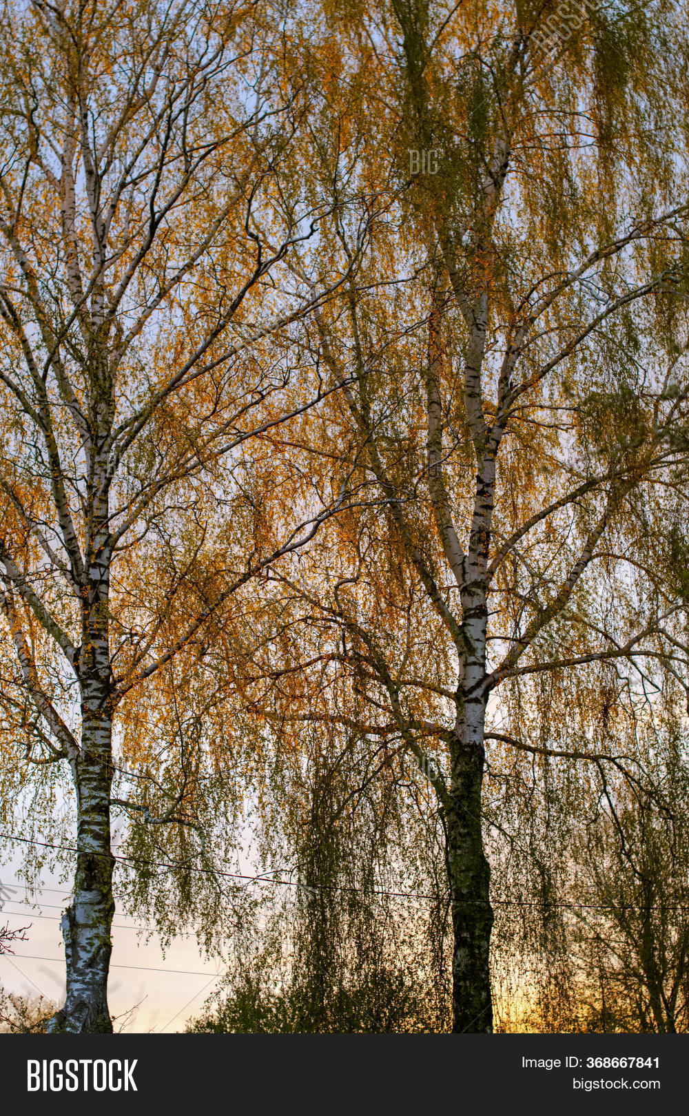 Tall Birch Trees Young Image & Photo (Free Trial) | Bigstock