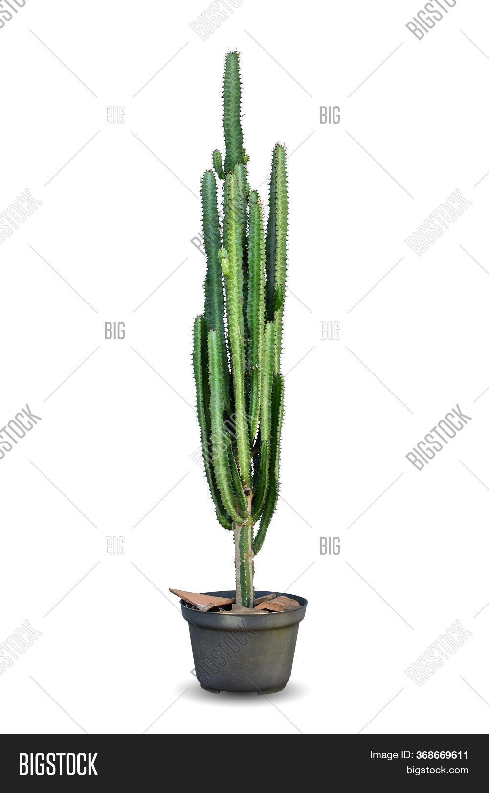 Cactus Plants Pot Image & Photo (Free Trial) | Bigstock