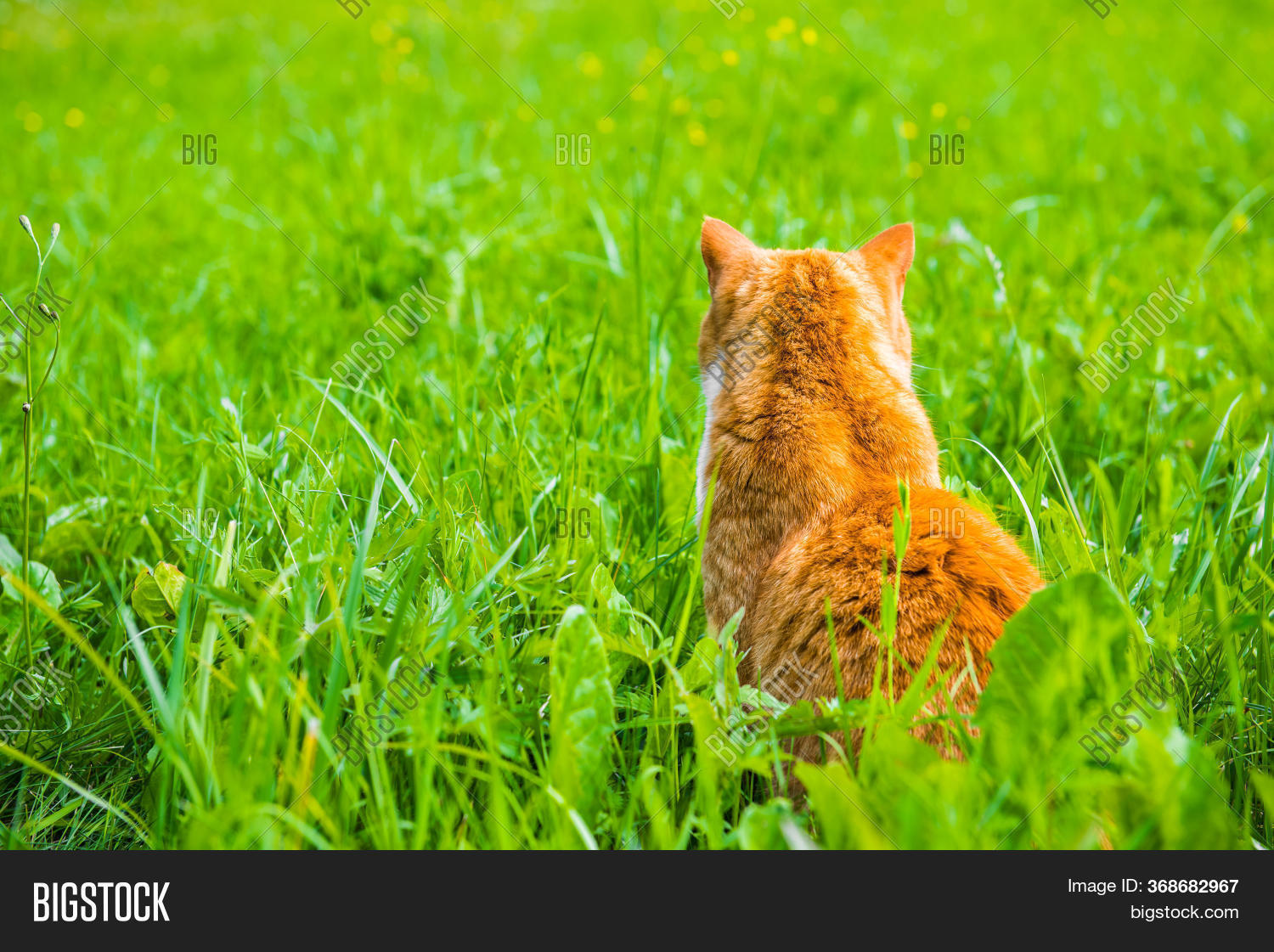 Red Cat Sitting His Image & Photo (Free Trial) | Bigstock