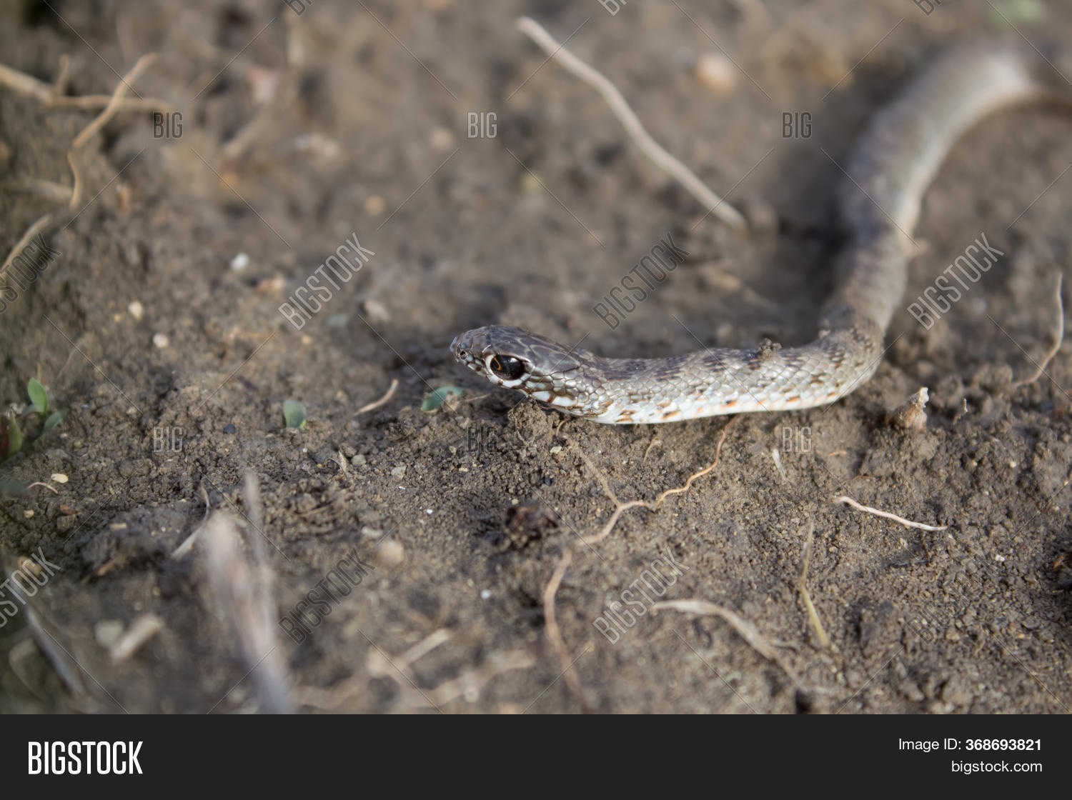 Snake Creeps Around Image & Photo (Free Trial) | Bigstock
