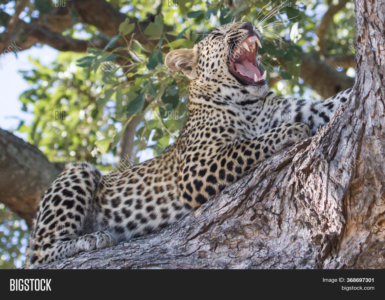Majestic Leopard ( Image & Photo (Free Trial) | Bigstock