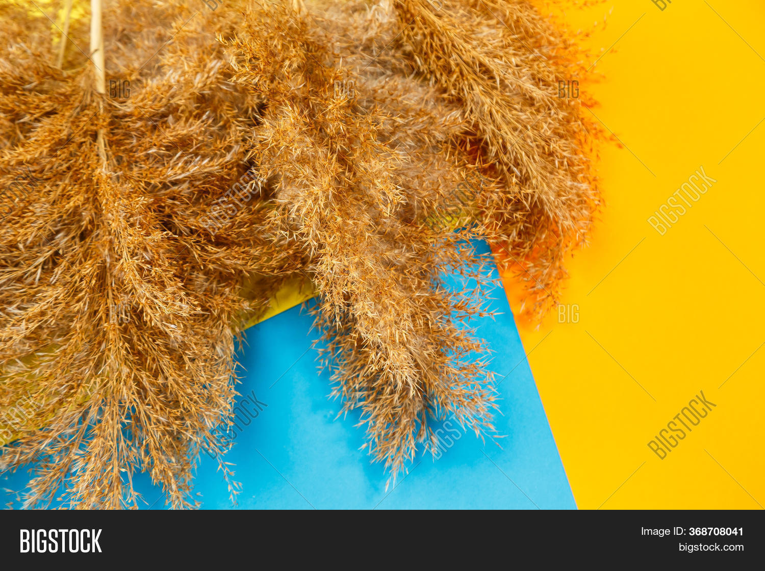 Branches Dry Grass Image & Photo (Free Trial) | Bigstock