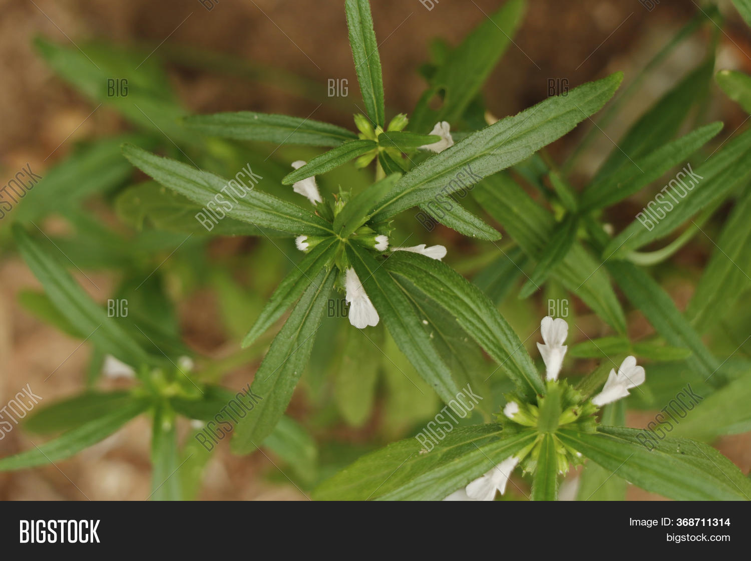 Leucas Zeylanica, Image & Photo (Free Trial) | Bigstock