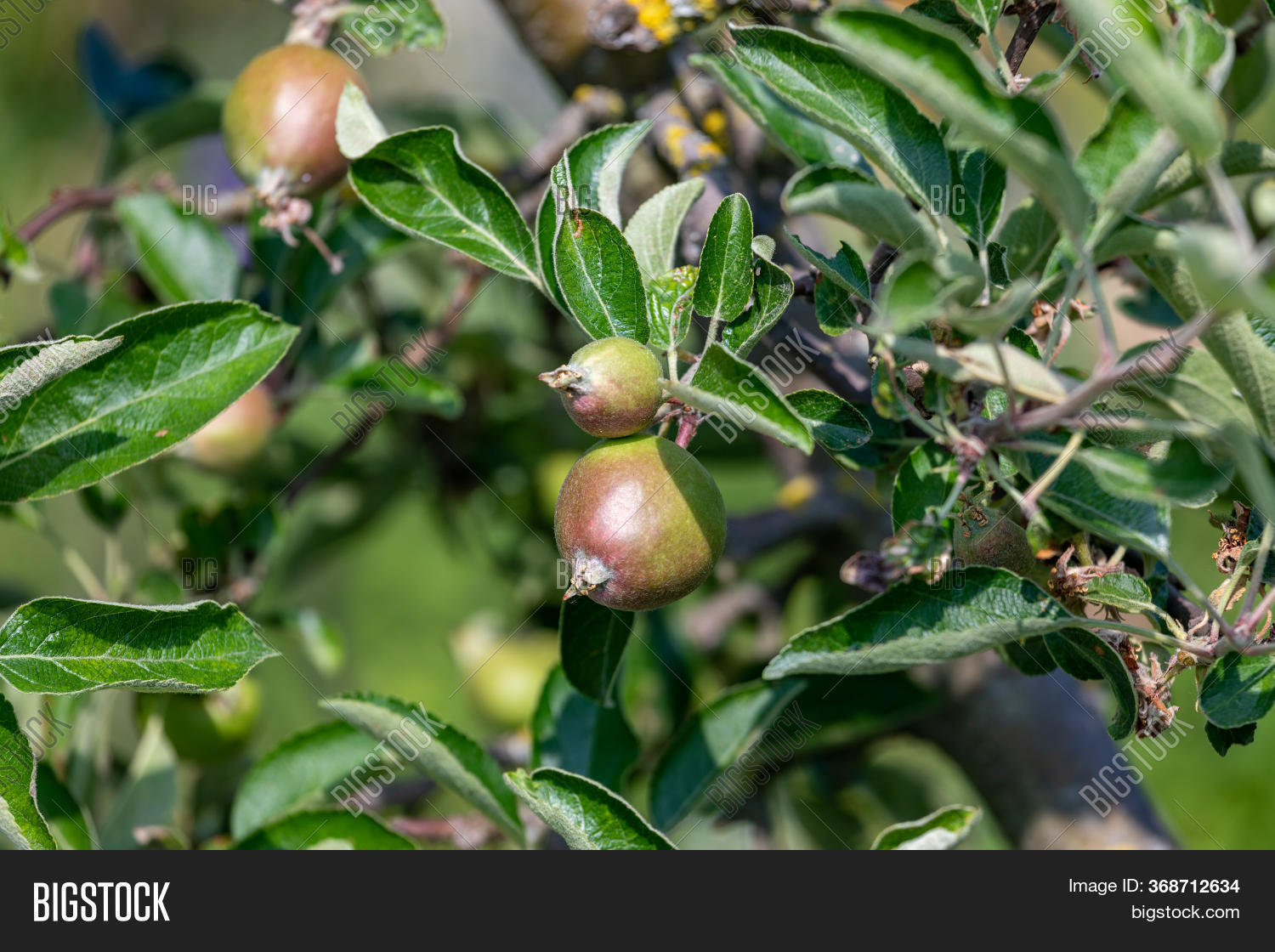Green Immature Pears Image & Photo (Free Trial) | Bigstock