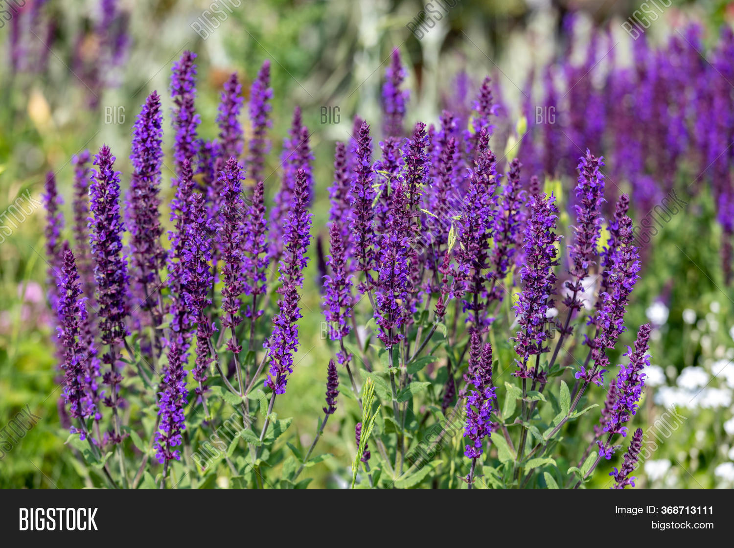 Purple Flowers Ajuga Image & Photo (Free Trial) | Bigstock