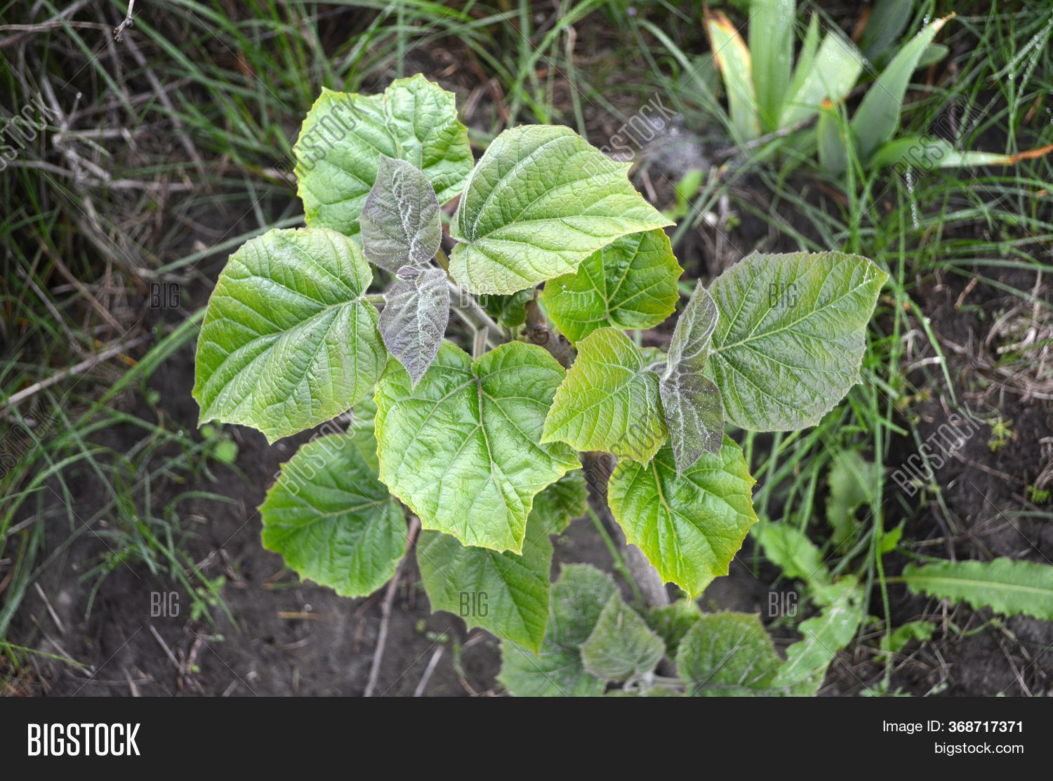 Seedling Paulownia Image & Photo (Free Trial) | Bigstock