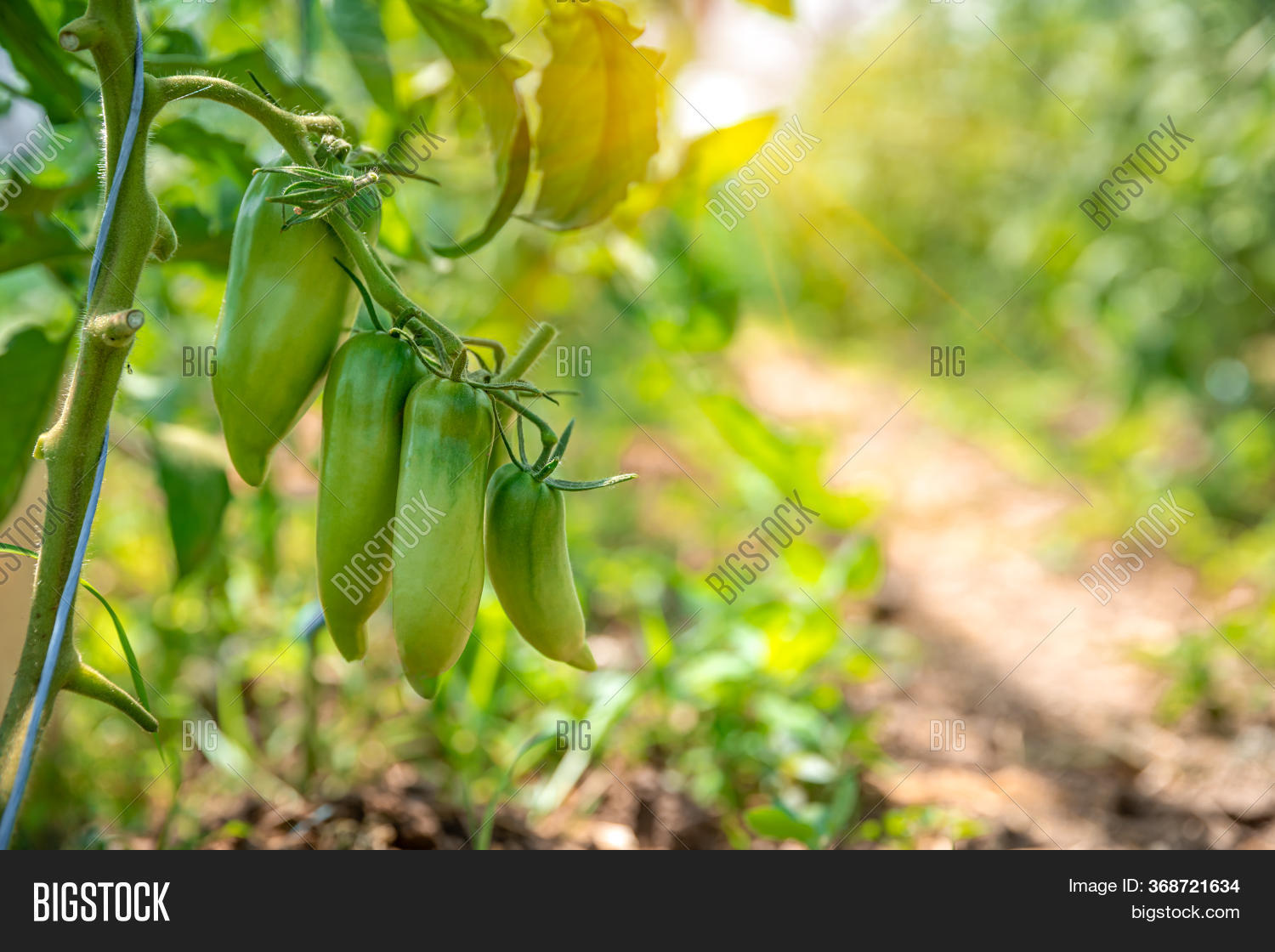 Green Peppers Field Image & Photo (Free Trial) | Bigstock