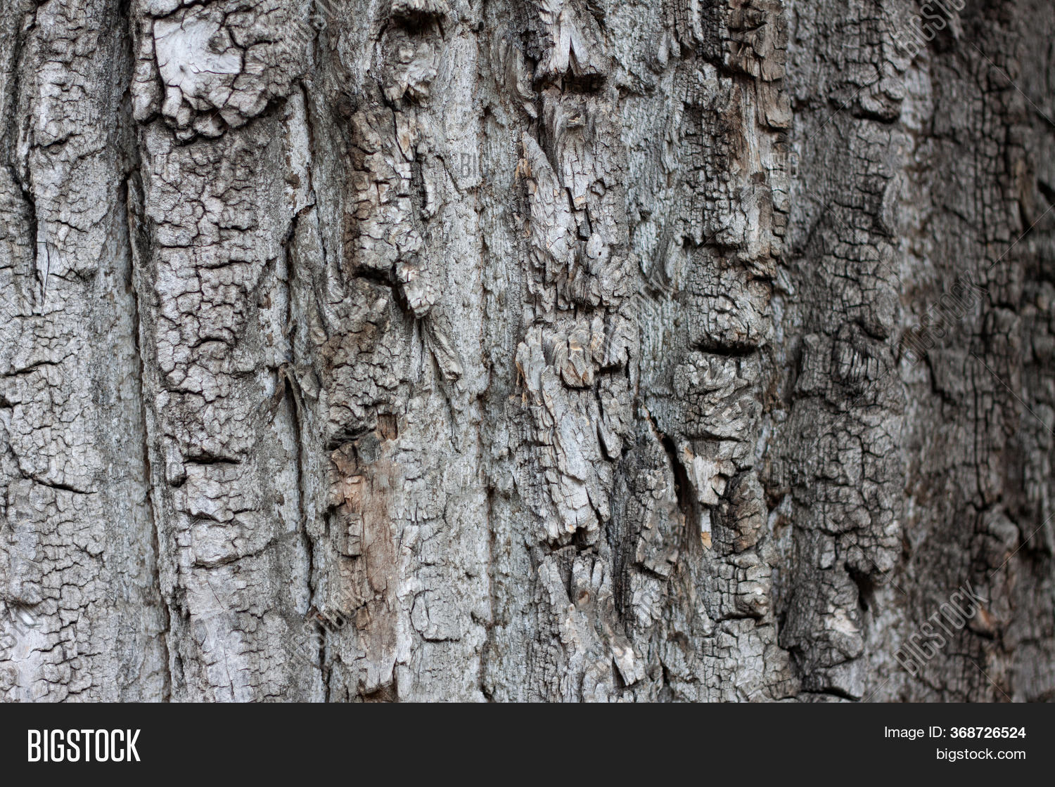 Old Tree Bark Can Be Image & Photo (Free Trial) | Bigstock