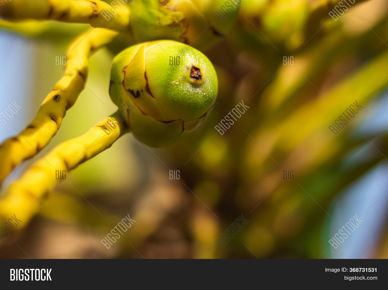 ภาพและภาพถ่าย (ทดลองใช้ฟรี) | Bigstock