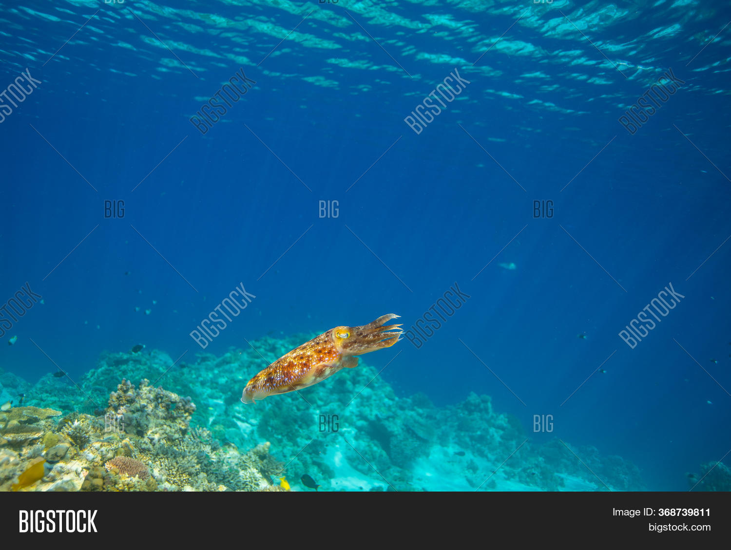 Cuttlefish On Colorful Image & Photo (Free Trial) | Bigstock