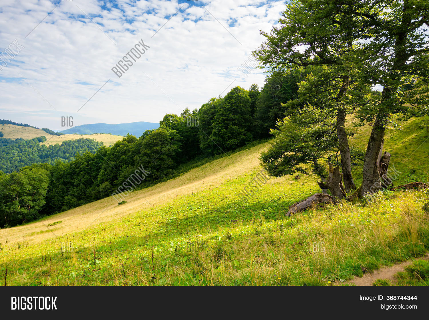 Tree On Hill Green Image & Photo (Free Trial) | Bigstock
