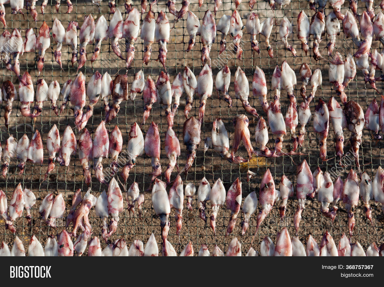 Dried Squid Dried Image & Photo (Free Trial) | Bigstock