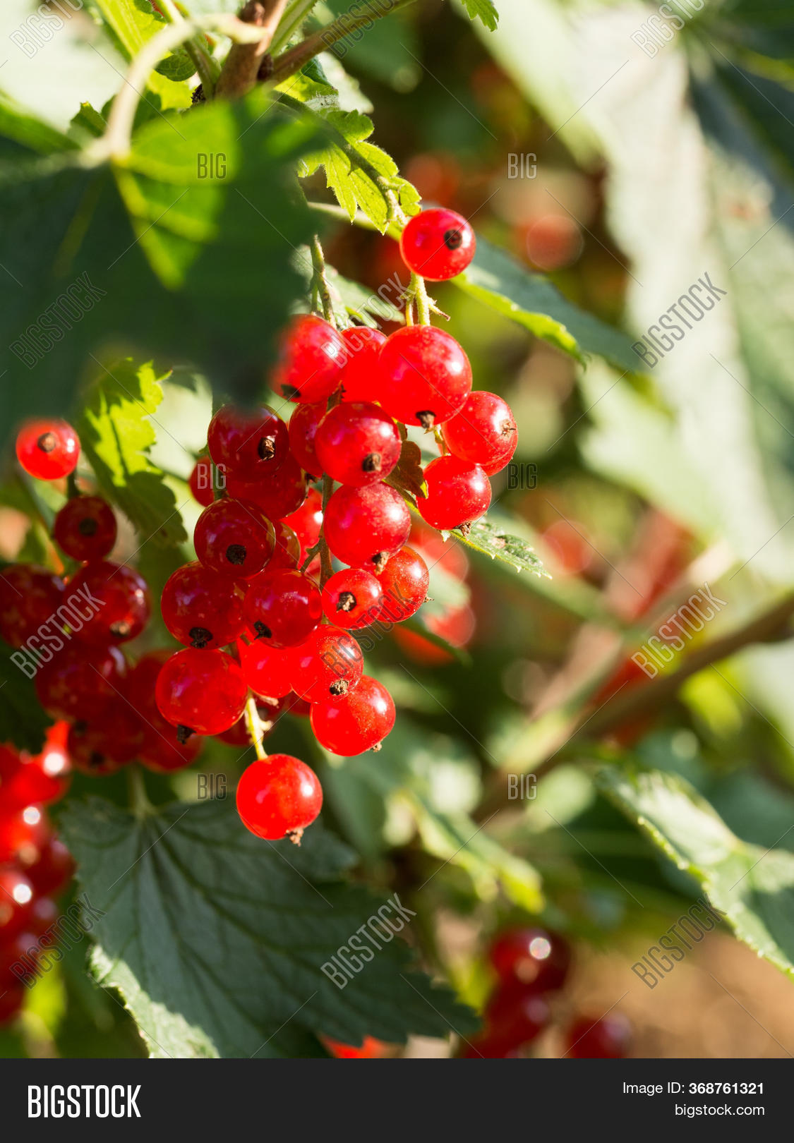 Tasty Red Berries Red Image & Photo (Free Trial) | Bigstock