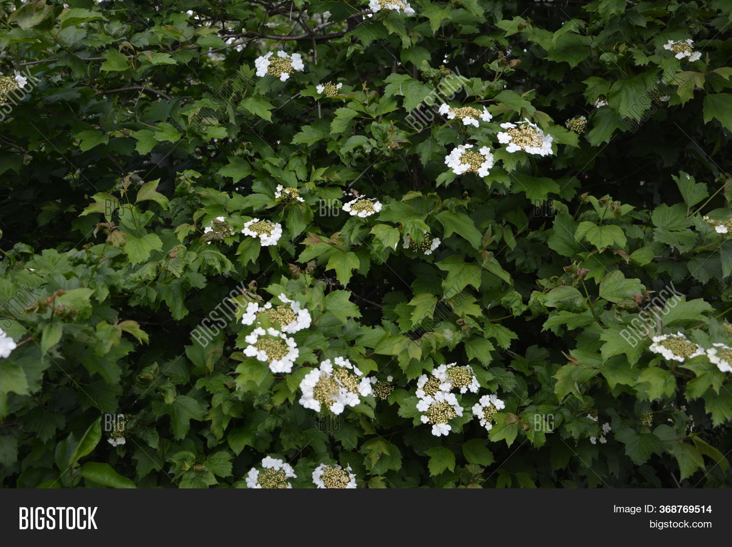 Guelder Rose (viburnum Image & Photo (Free Trial) | Bigstock