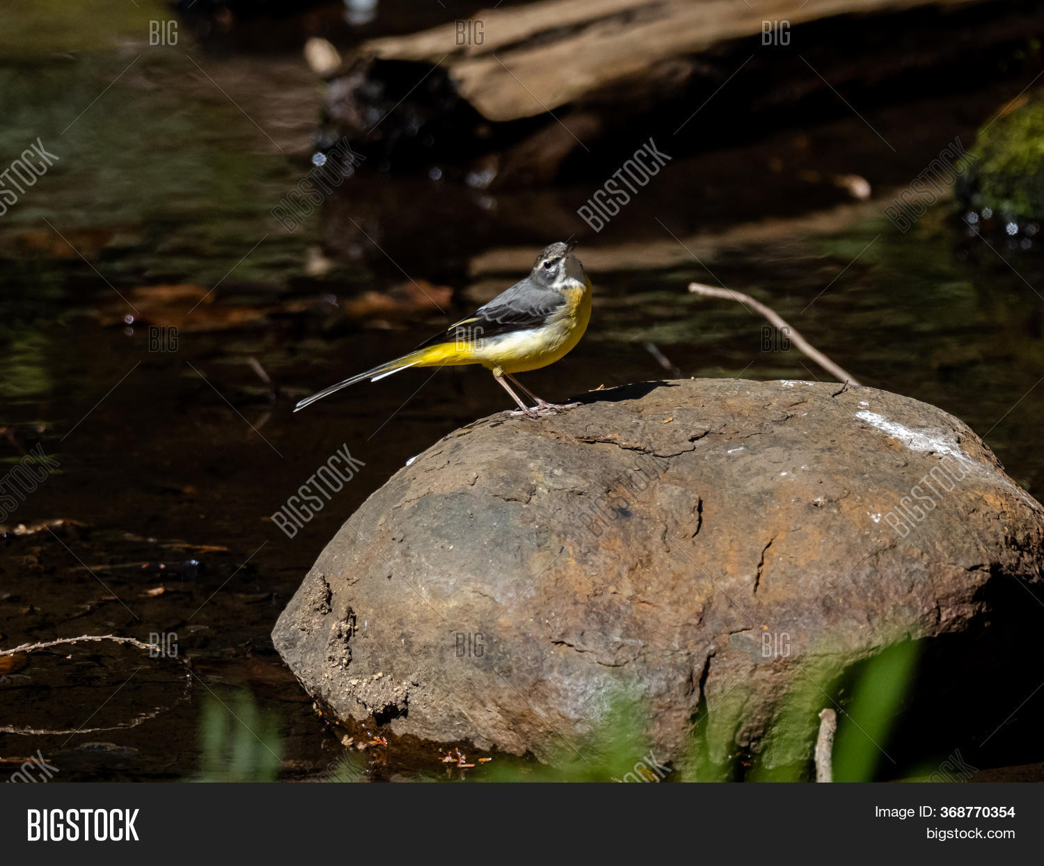 Japanese Gray Wagtail Image & Photo (Free Trial) | Bigstock