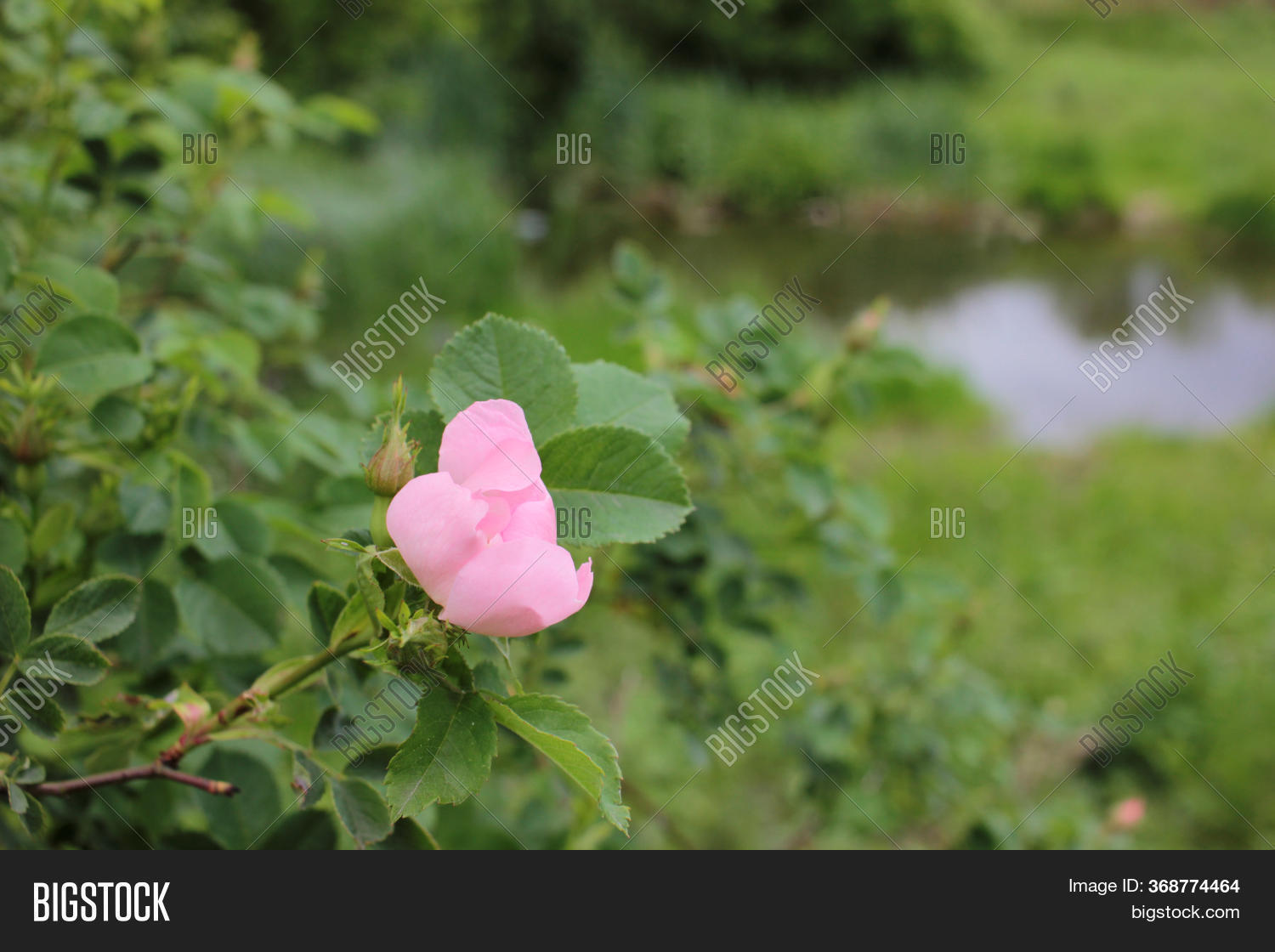 Wild Rose Bush Image & Photo (Free Trial) | Bigstock