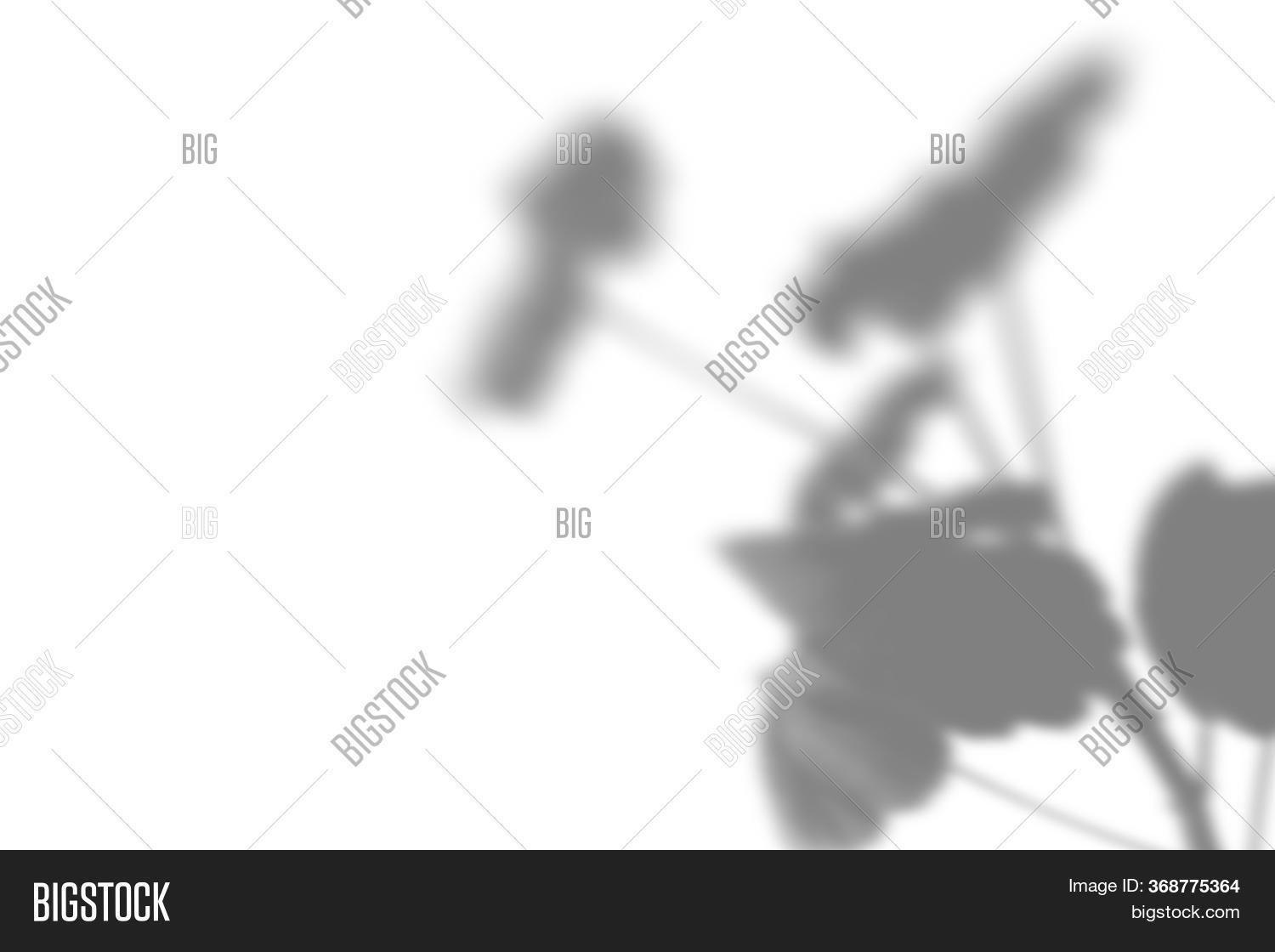 Summer Plant Shadow Image & Photo (Free Trial) | Bigstock