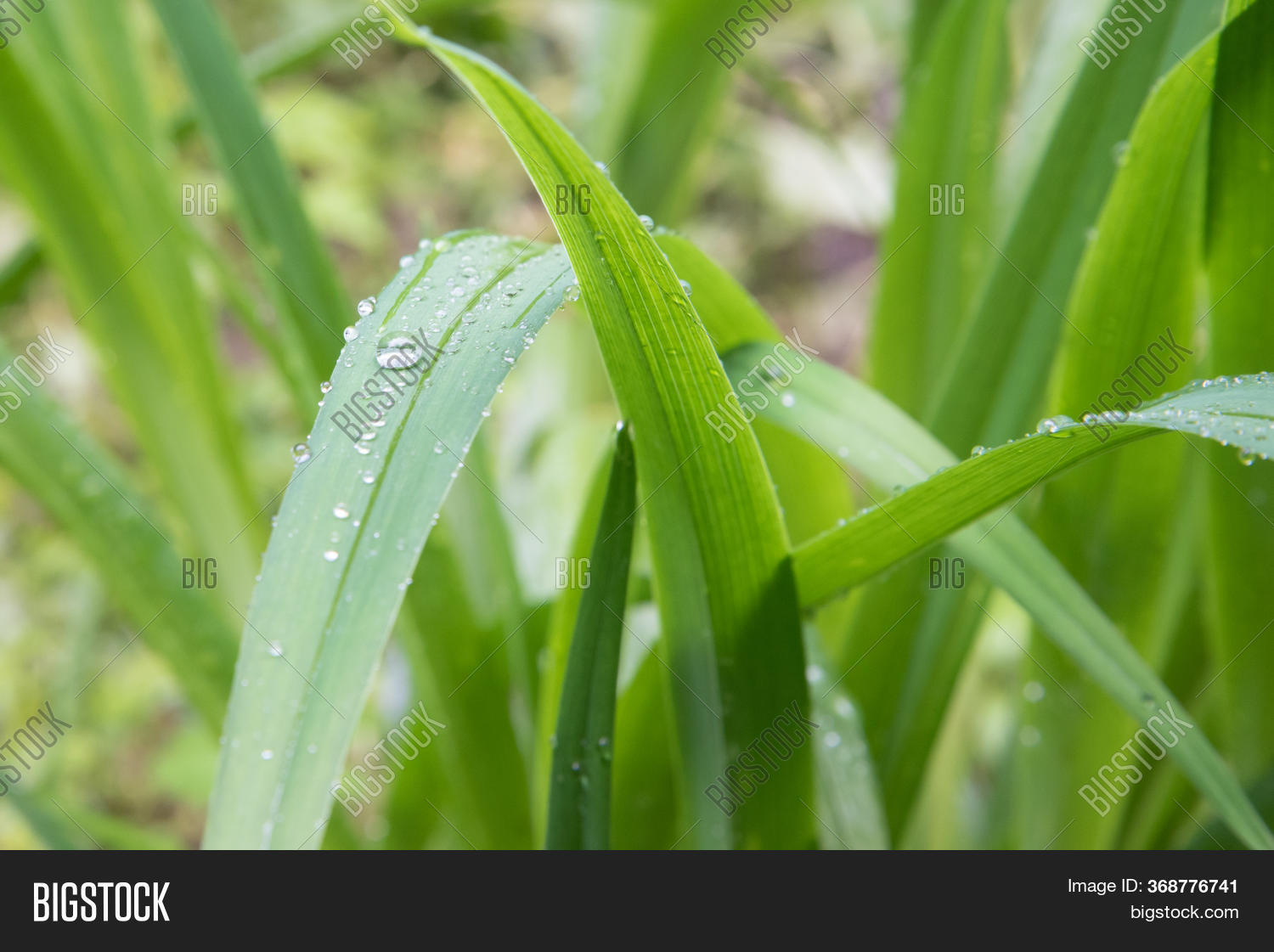 Leaves Juicy Grass Image & Photo (Free Trial) | Bigstock
