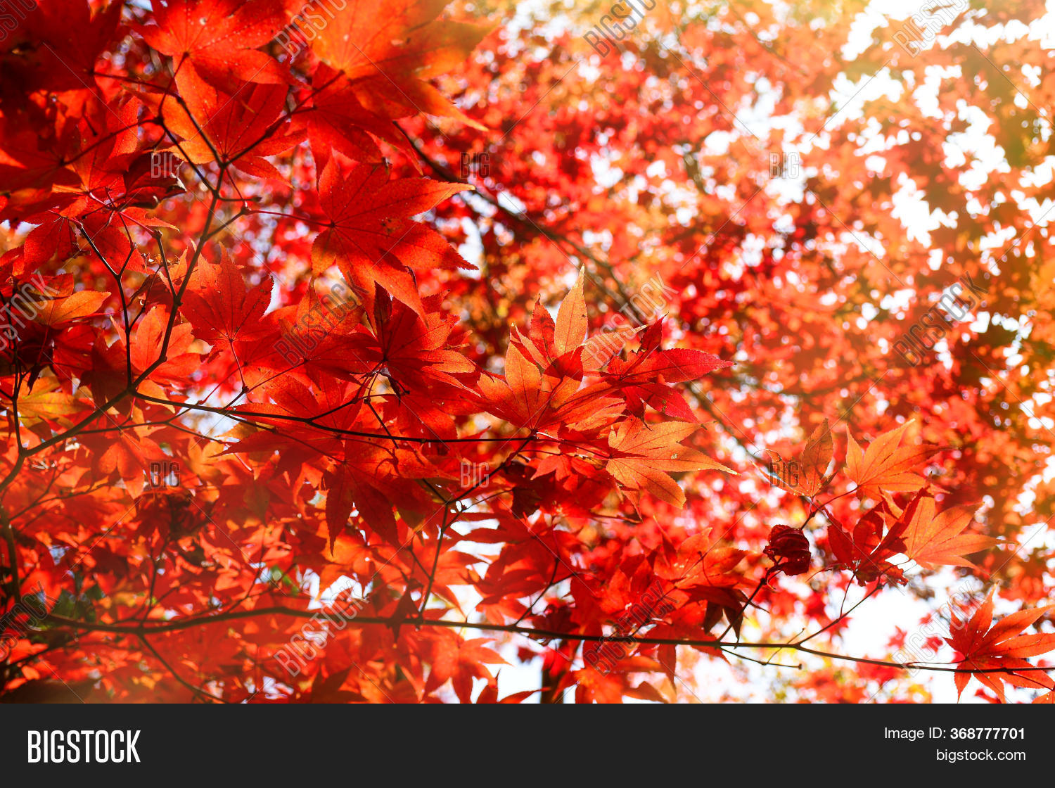 Maple Tree Garden Image & Photo (Free Trial) | Bigstock