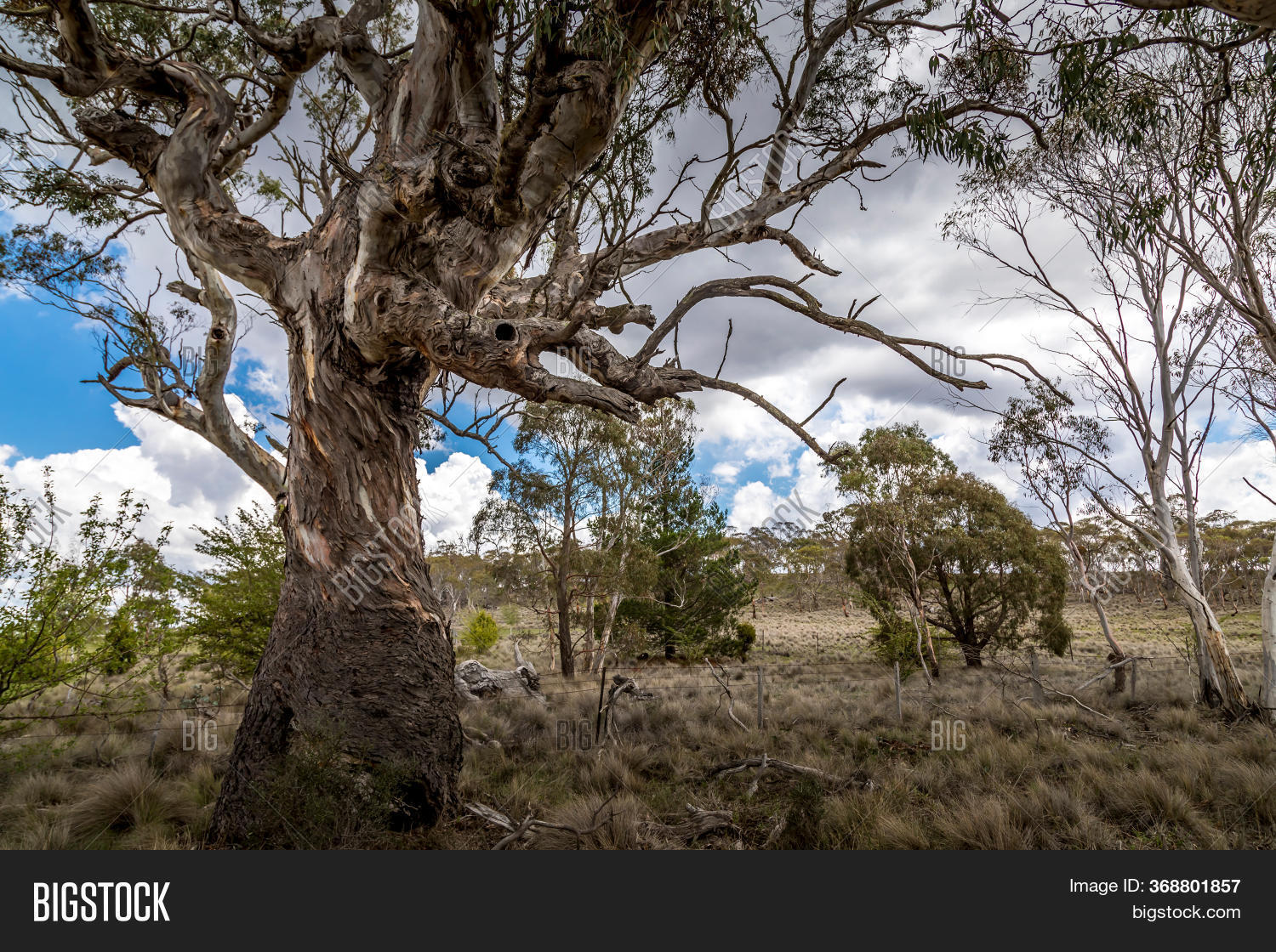 Beautiful Trees Image & Photo (Free Trial) | Bigstock