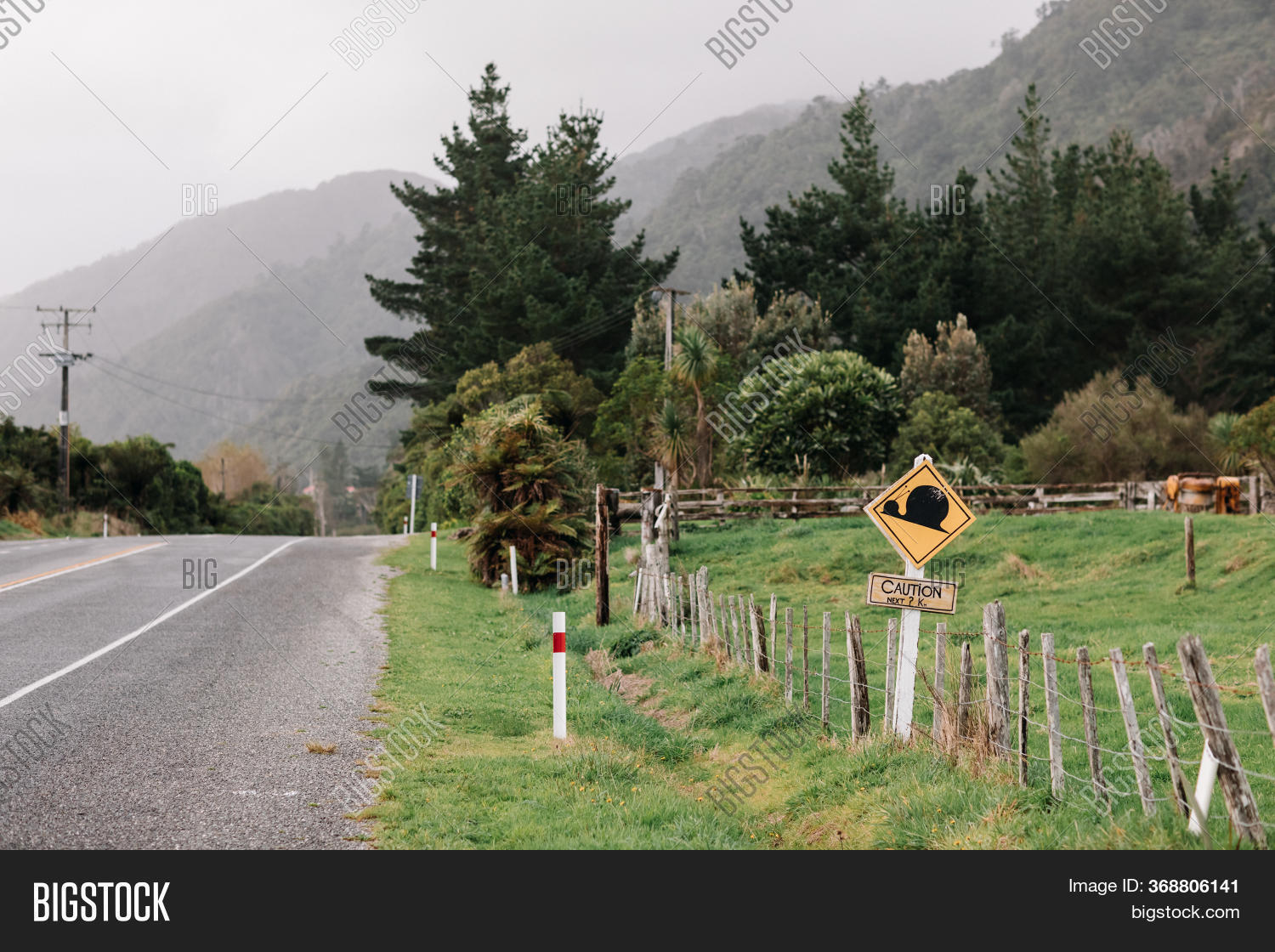 Cameo Shell Crossing Image & Photo (Free Trial) | Bigstock