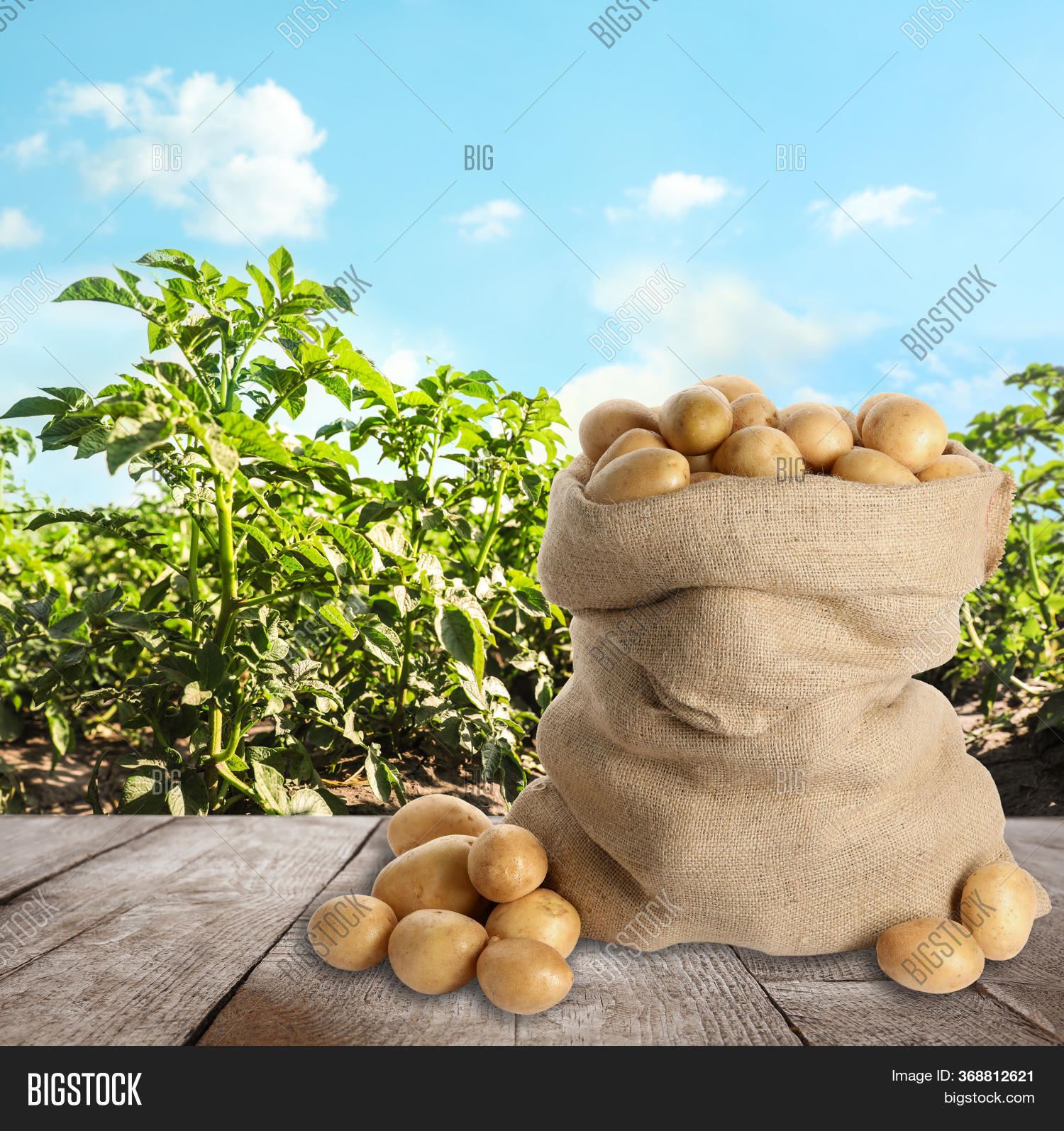 Sack Fresh Raw Image & Photo (Free Trial) | Bigstock