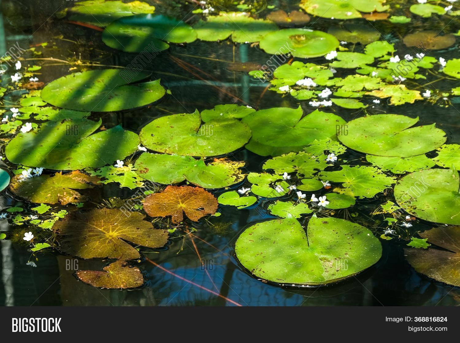 Group Floating Lilies Image & Photo (Free Trial) | Bigstock