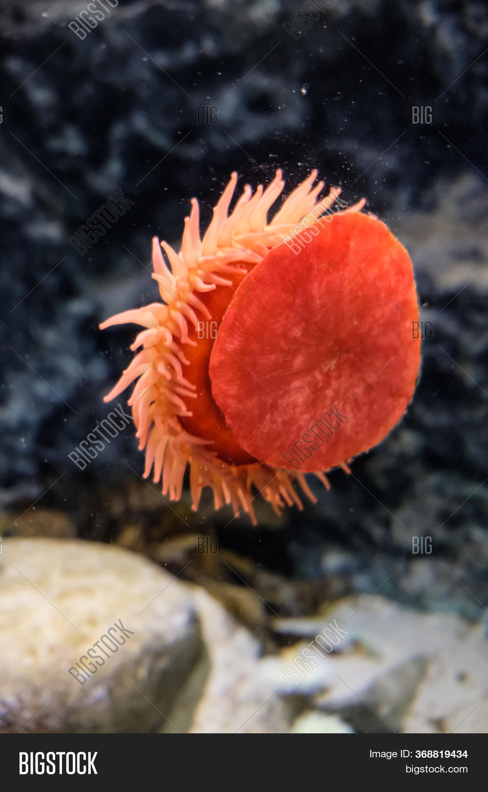 Red Beadlet Anemone Image & Photo (Free Trial) | Bigstock