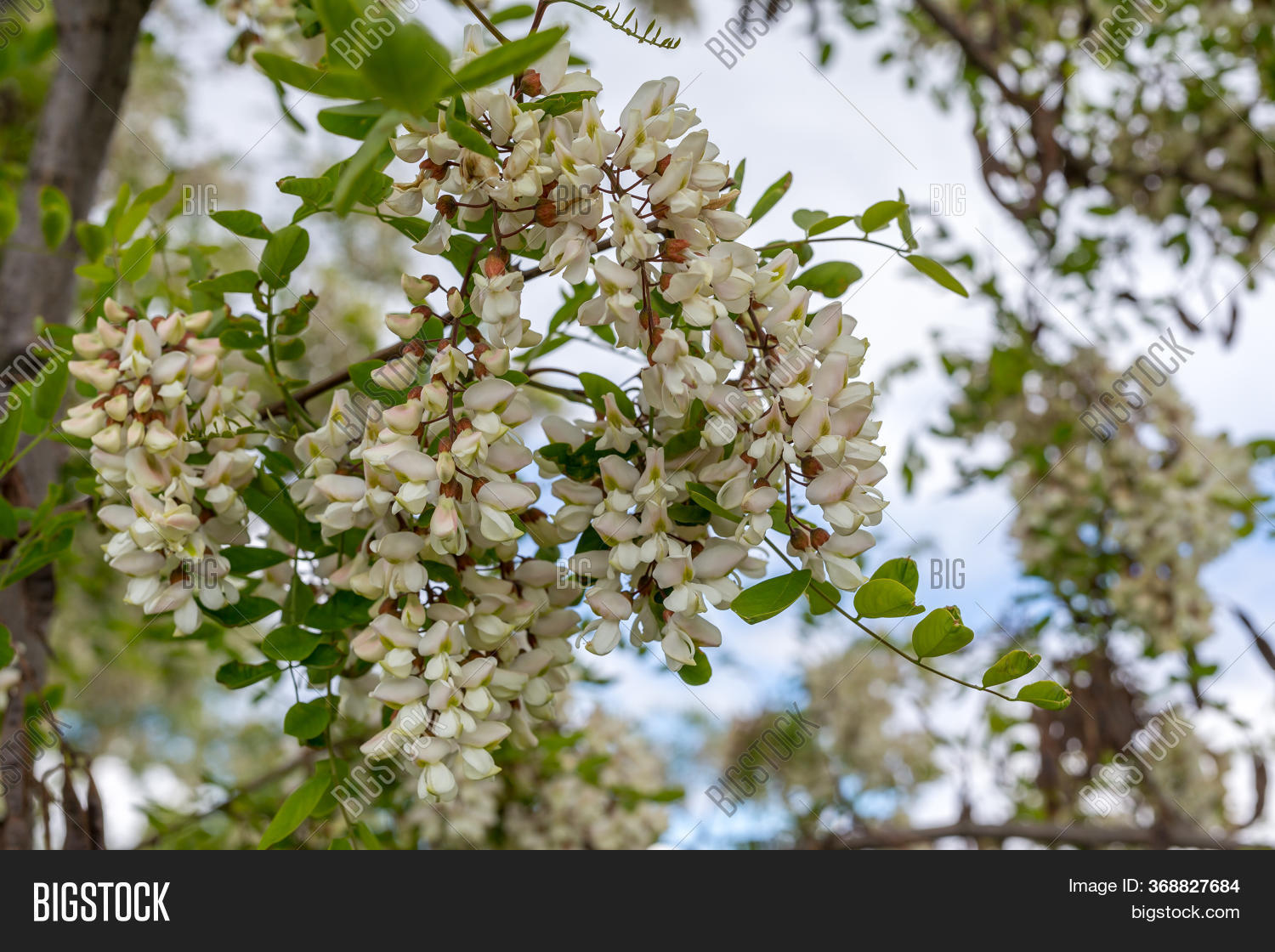 Acacia Bloom, Acacia Image & Photo (Free Trial) | Bigstock