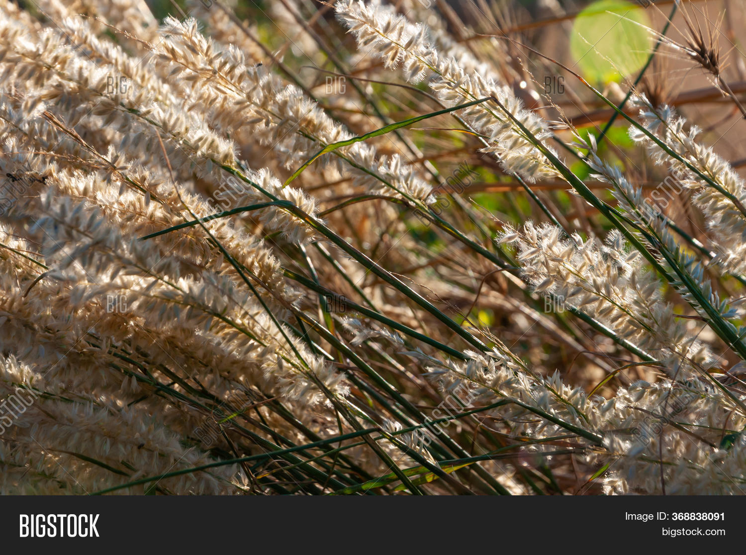 Wild Spike Plants Image & Photo (Free Trial) | Bigstock