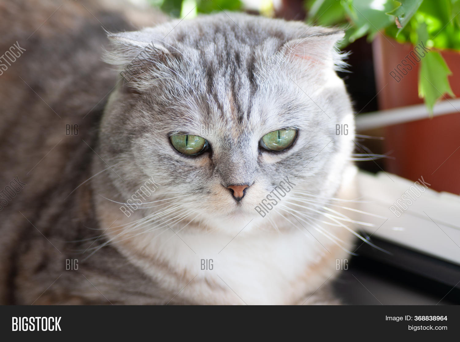 Fluffy Gray Beautiful Image & Photo (Free Trial) | Bigstock