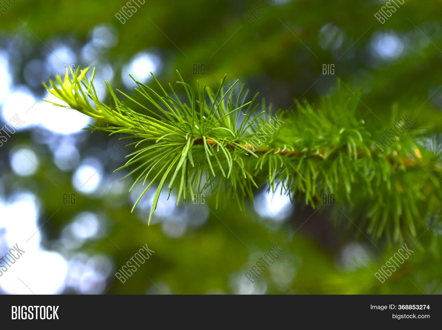Green Larch Branch Image & Photo (Free Trial) | Bigstock