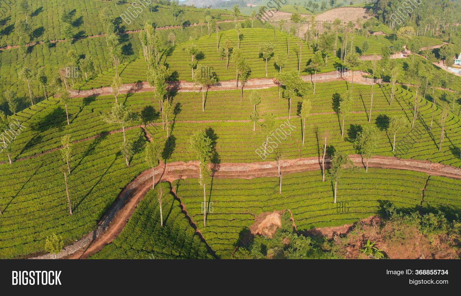 Aerial View Drone Tea Image & Photo (Free Trial) | Bigstock