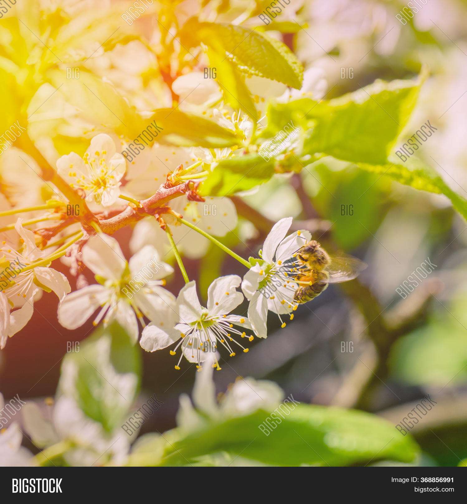 Bee On Spring Flower Image & Photo (Free Trial) | Bigstock
