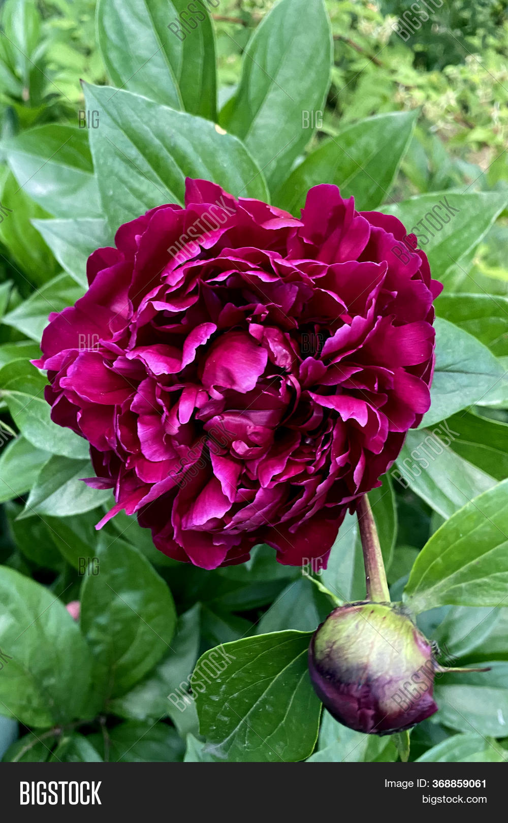 Burgundy Peonies Image & Photo (Free Trial) | Bigstock