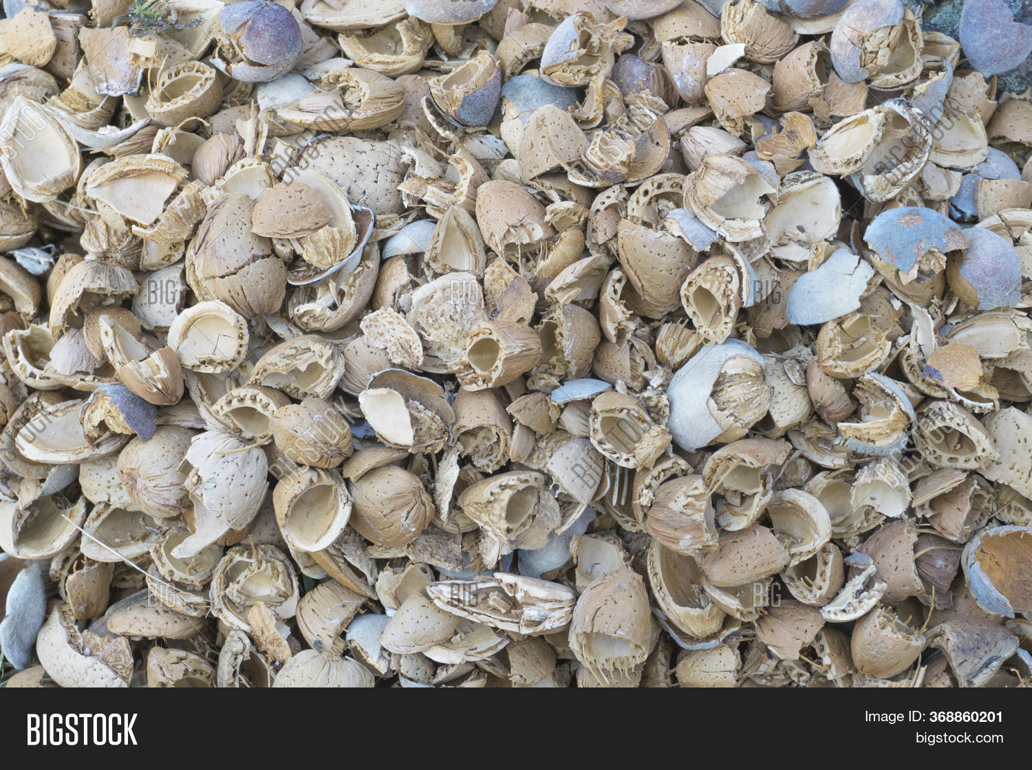 Almond Shell. Husk Image & Photo (Free Trial) | Bigstock